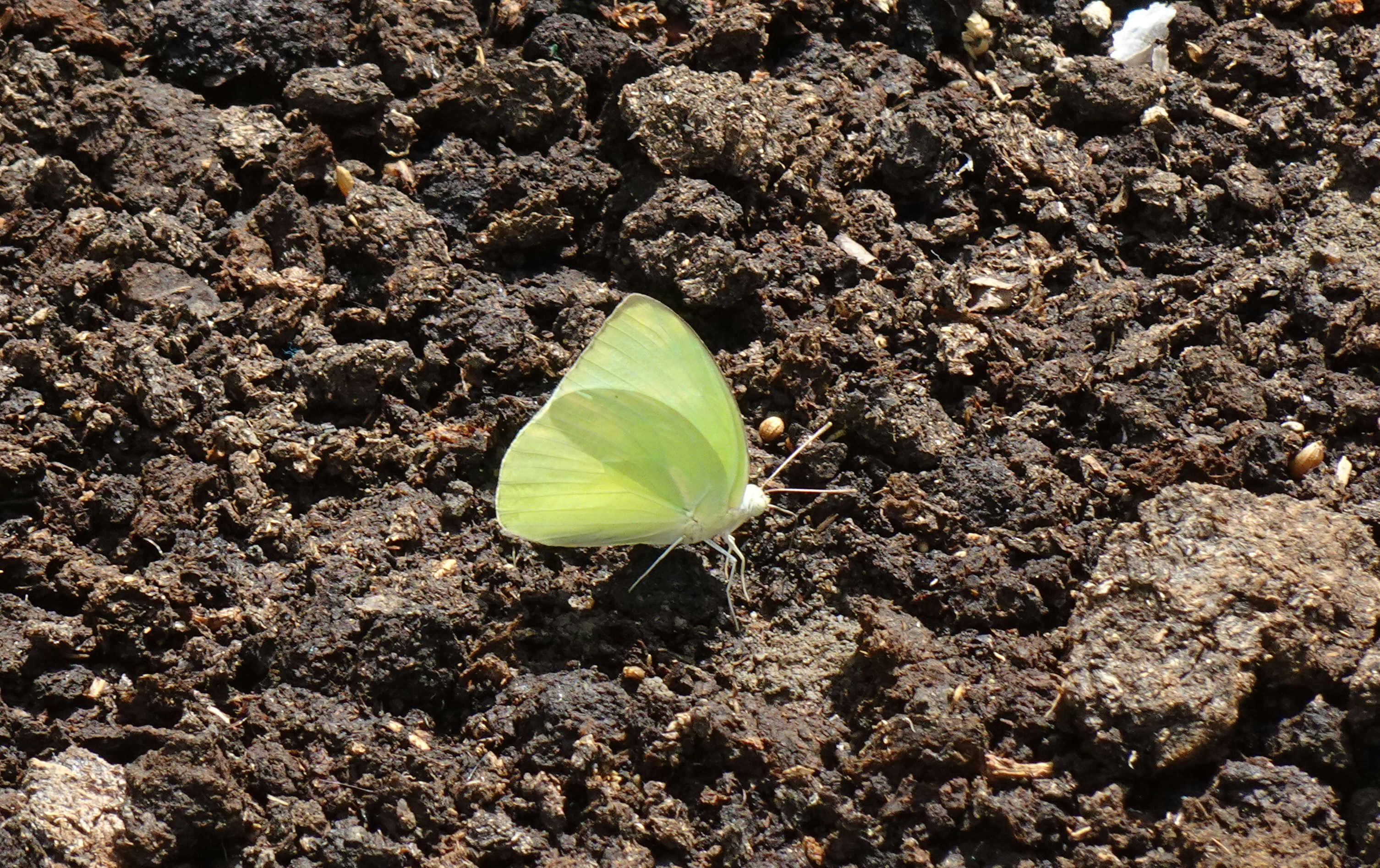 Verdant Wing on Earth: a Quiet Macro Moment