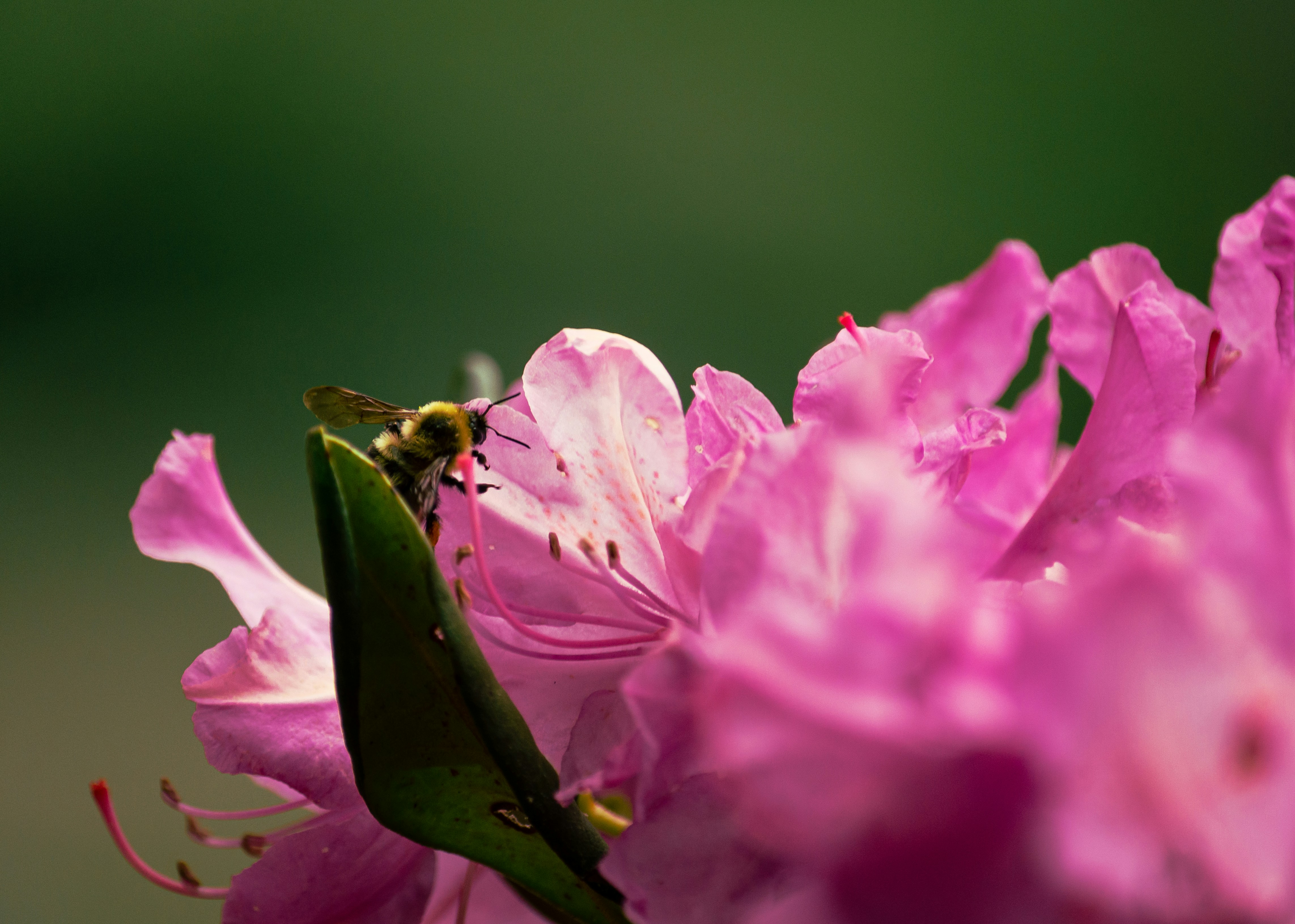 Spotted this wee pollinator at work outside my art studio window. 