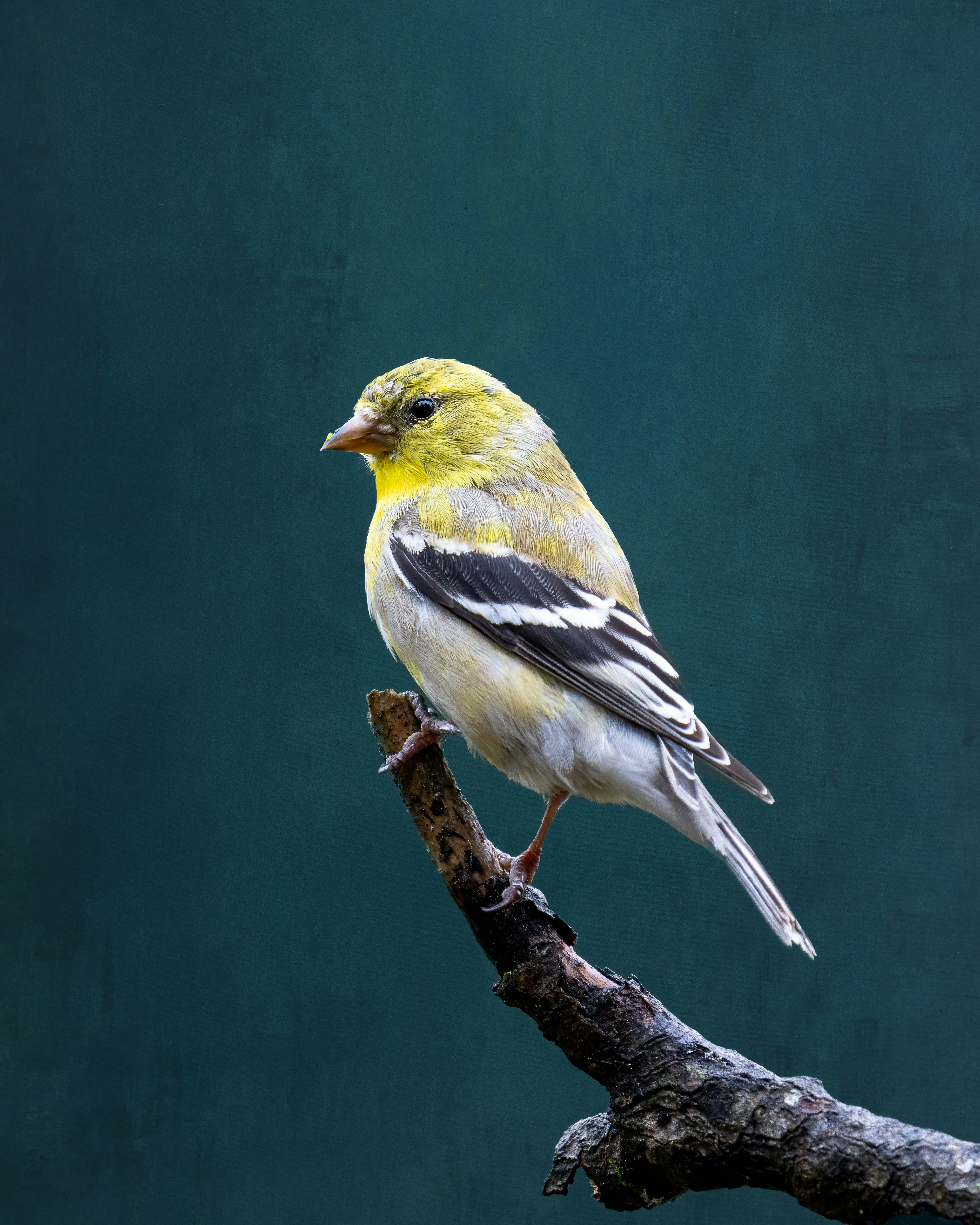 A vibrant yellow bird perched on a twisted branch against a textured green backdrop.