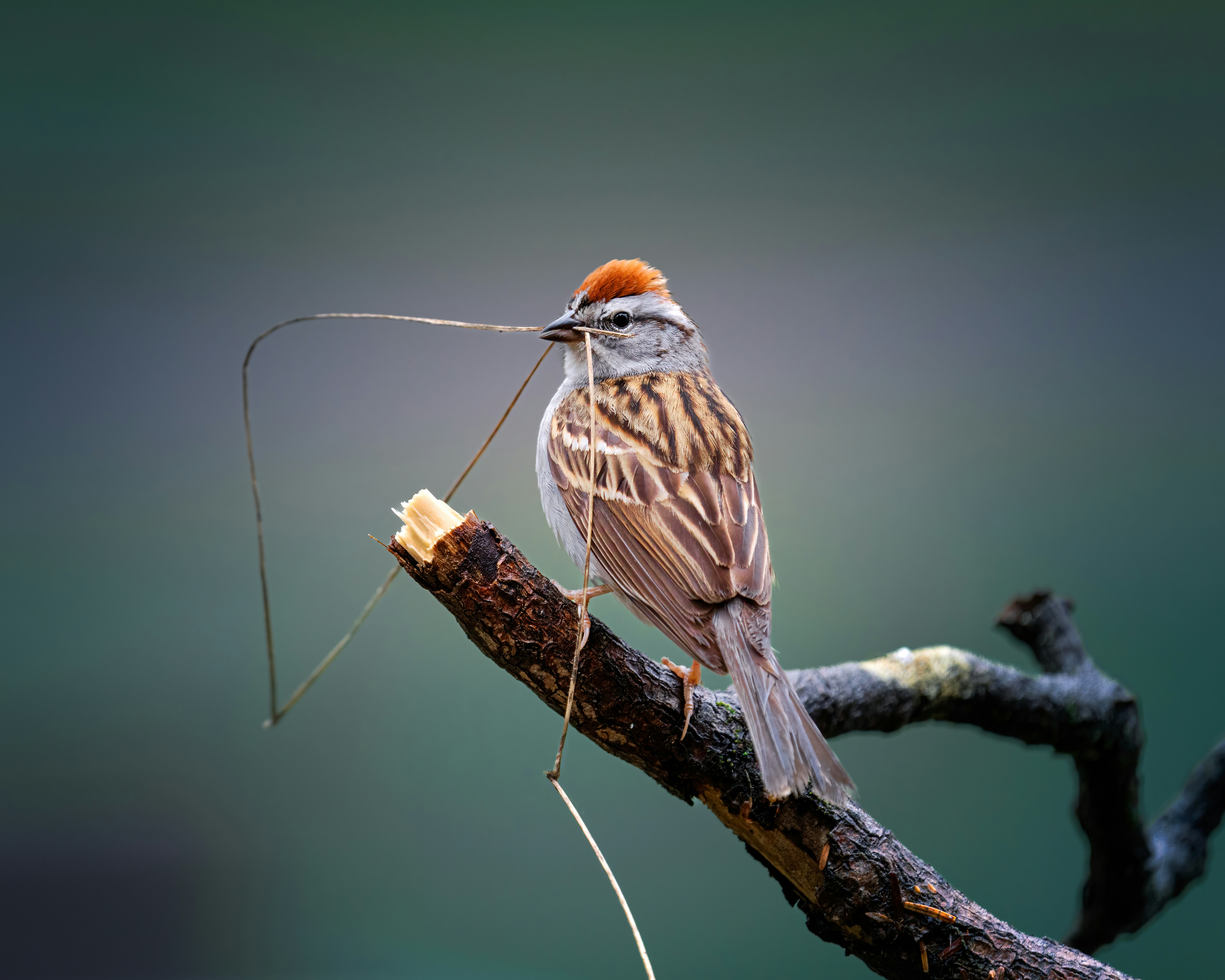 Crimson Crown on a Weathered Branch: A Quiet Portrait in Dappled Light