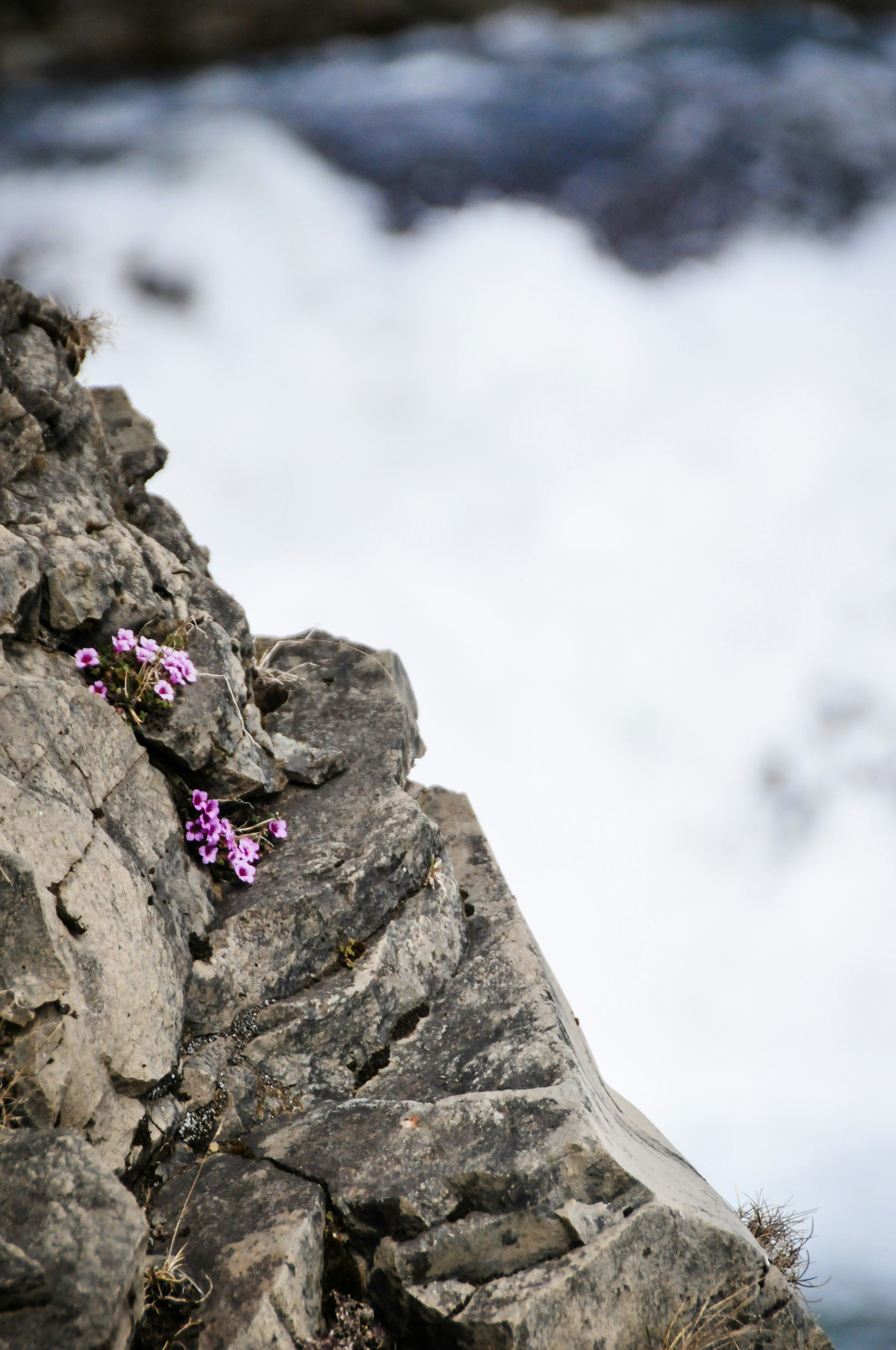 Pink Blooms on a Crag: Flora Clinging to a Misty Cliff