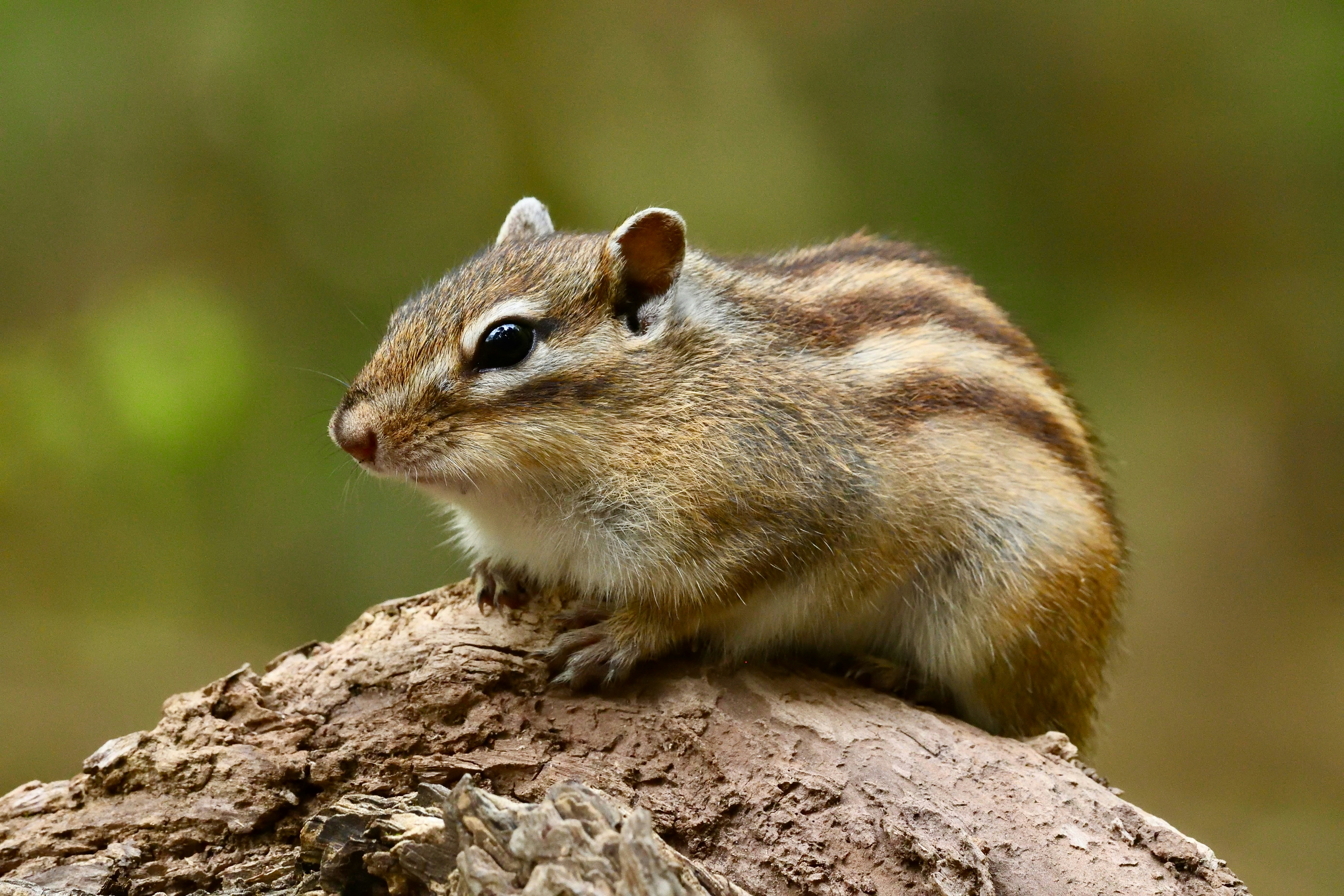A small rodent on a log photo – Free Wild animal Image on Unsplash