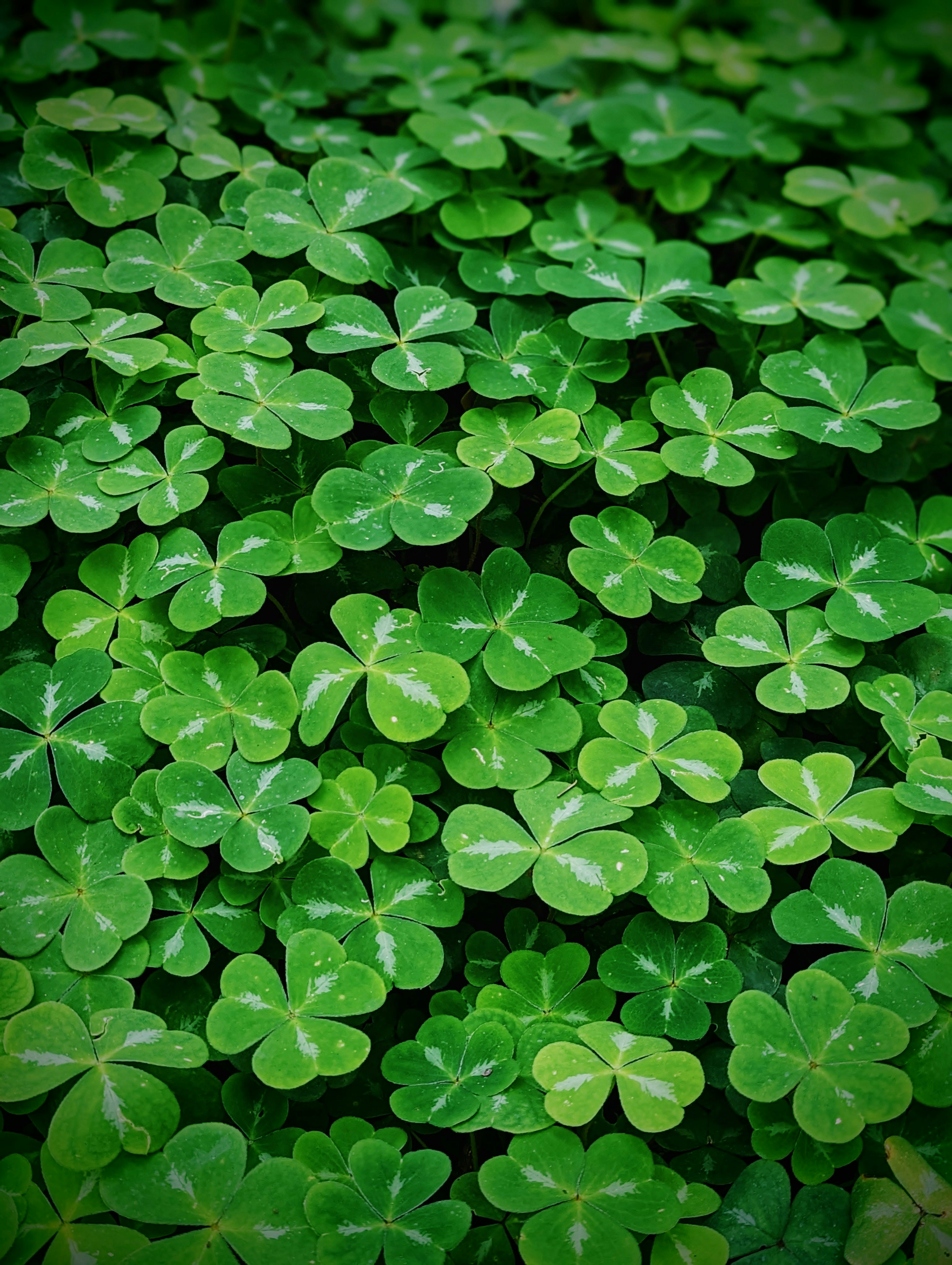 A group of clovers photo – Free Usa Image on Unsplash