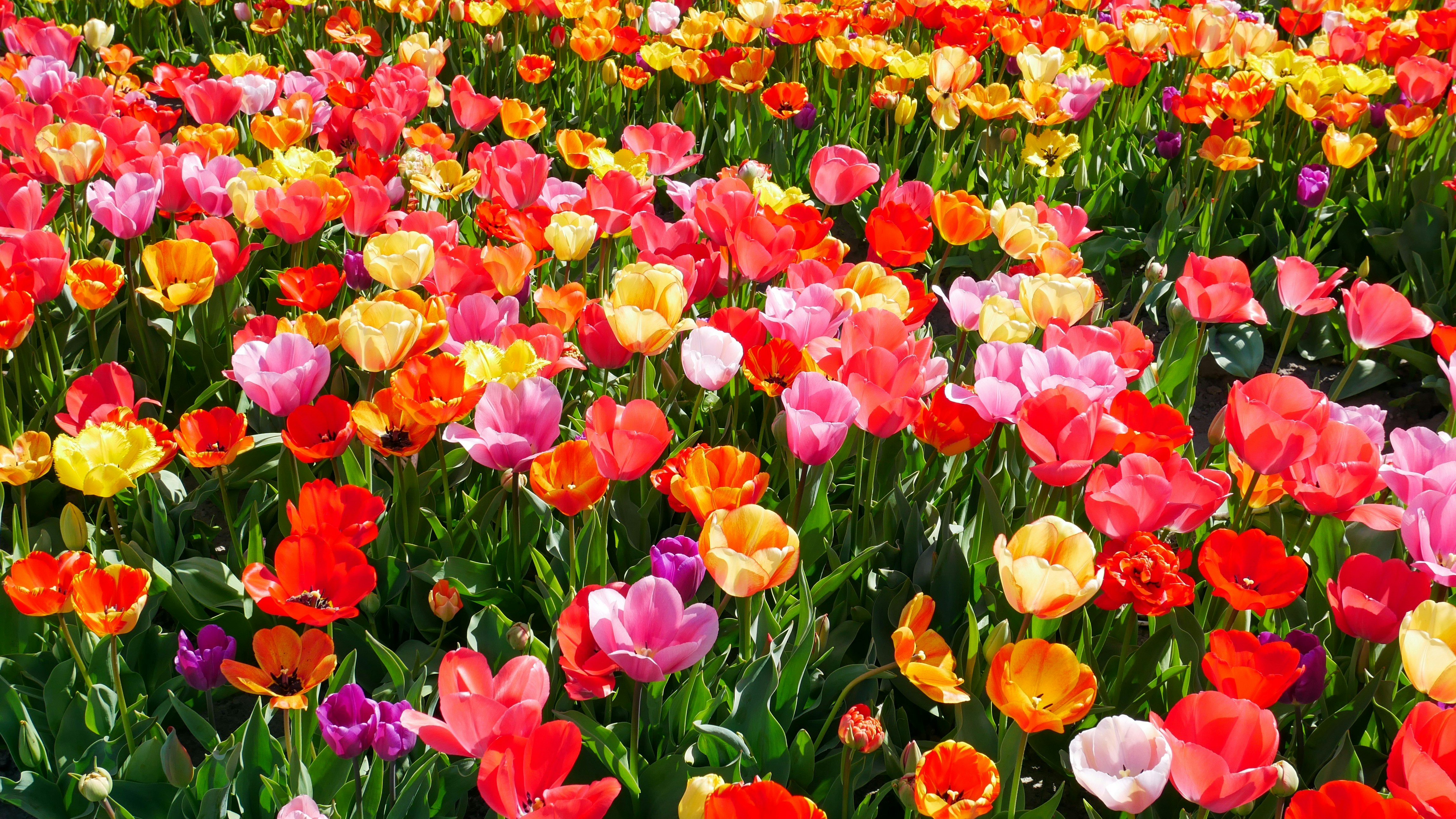 Flowers and plants | 66 best free flower, plant, garden and blossom ...