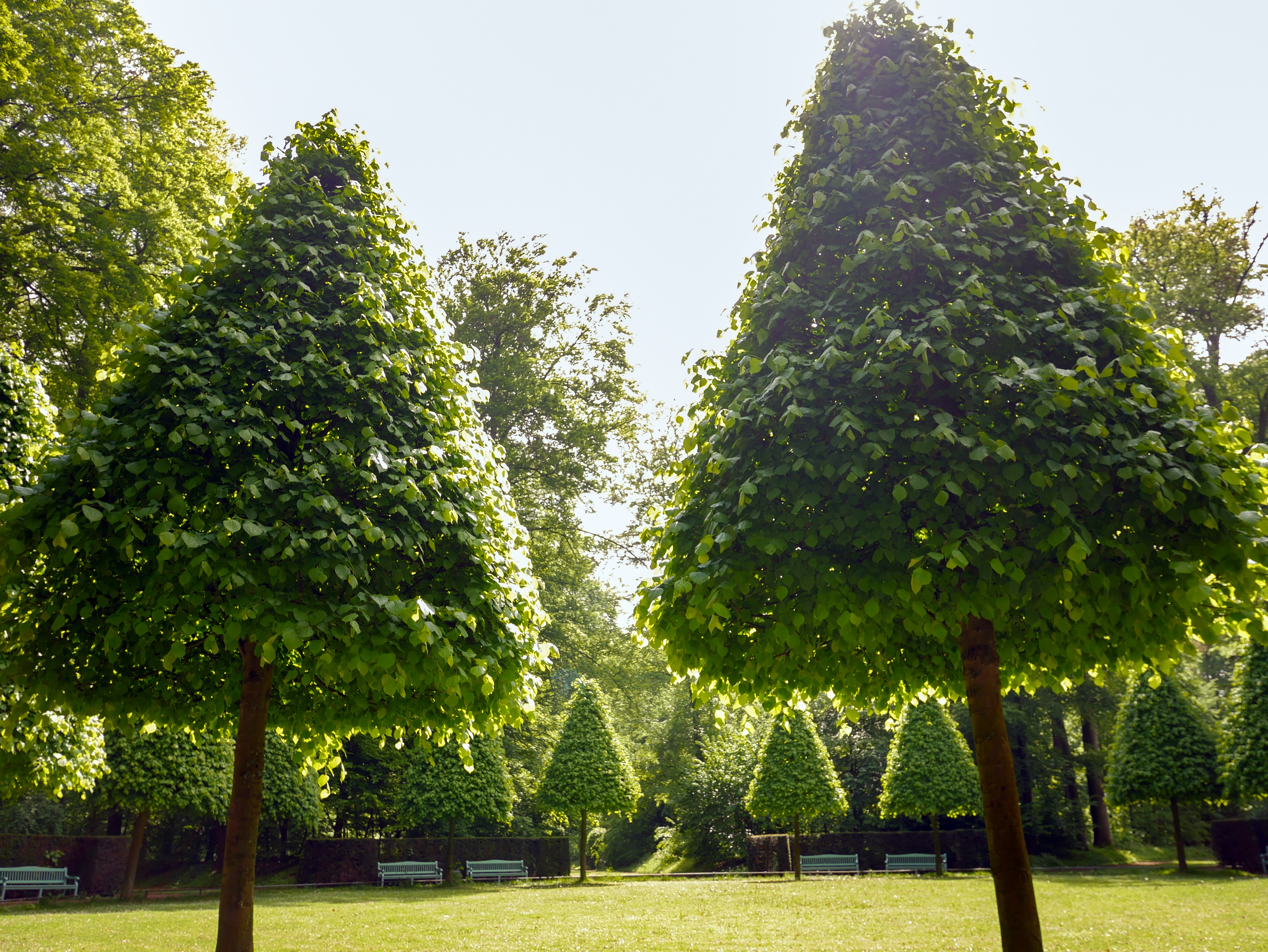 Topiary Cathedral Alley: Sunlit Path Between Cone-Shaped Canopies