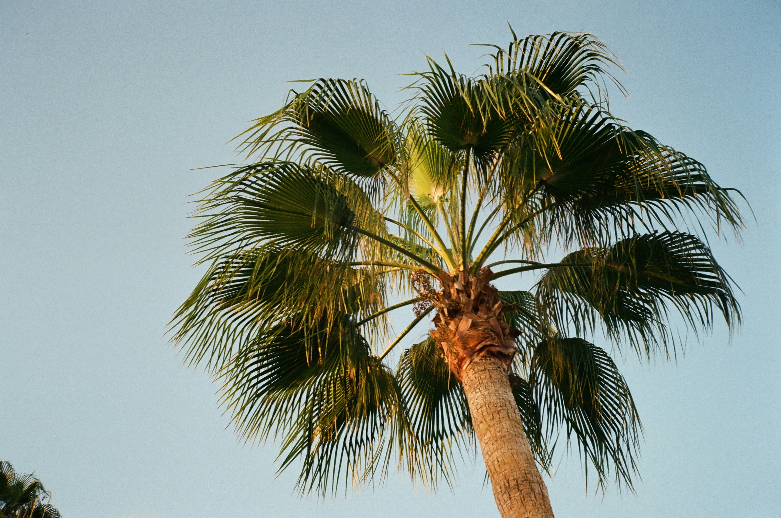 A palm tree with a blue sky photo – Free Palm tree Image on Unsplash