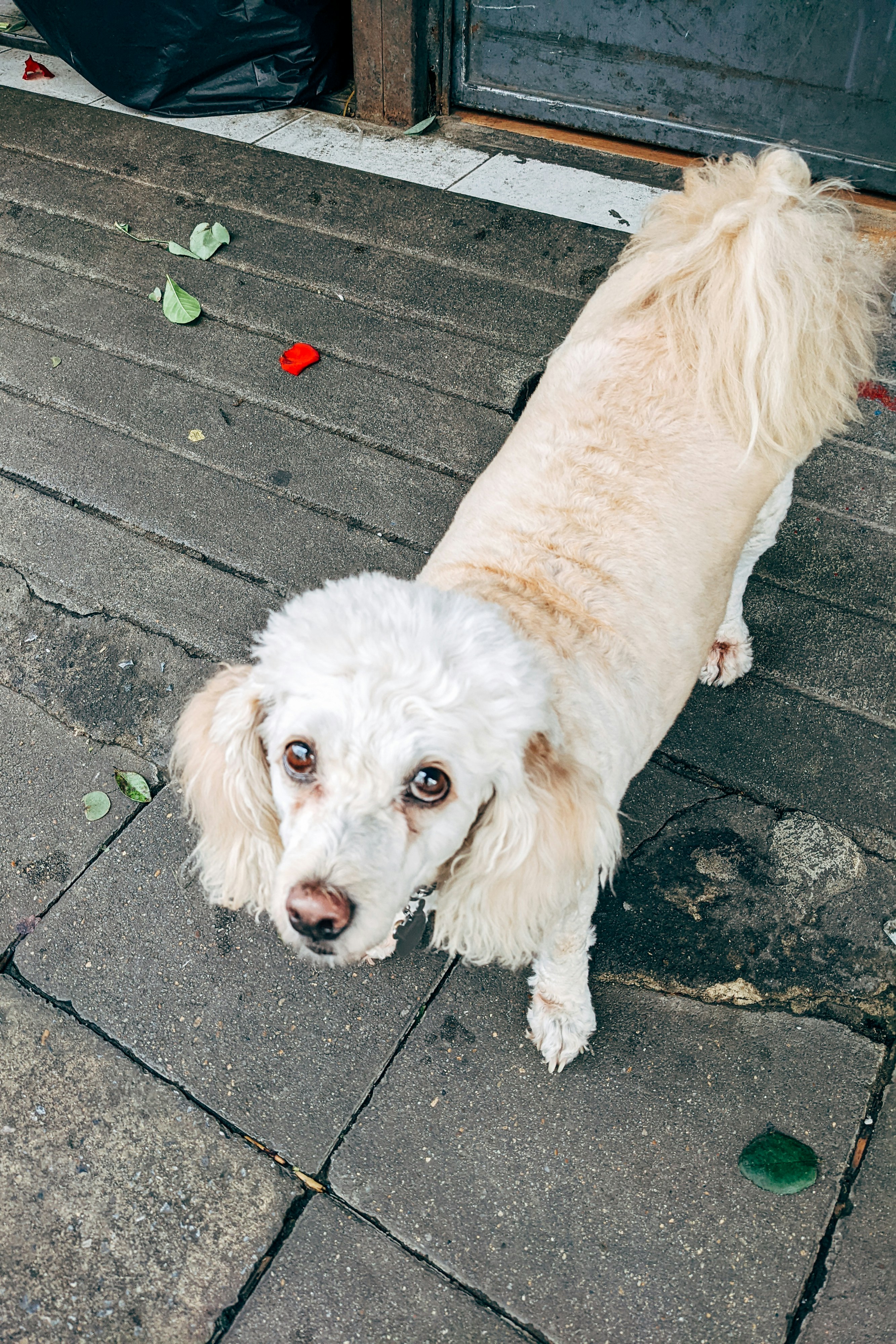 A white dog on a sidewalk photo – Free Bangkok Image on Unsplash