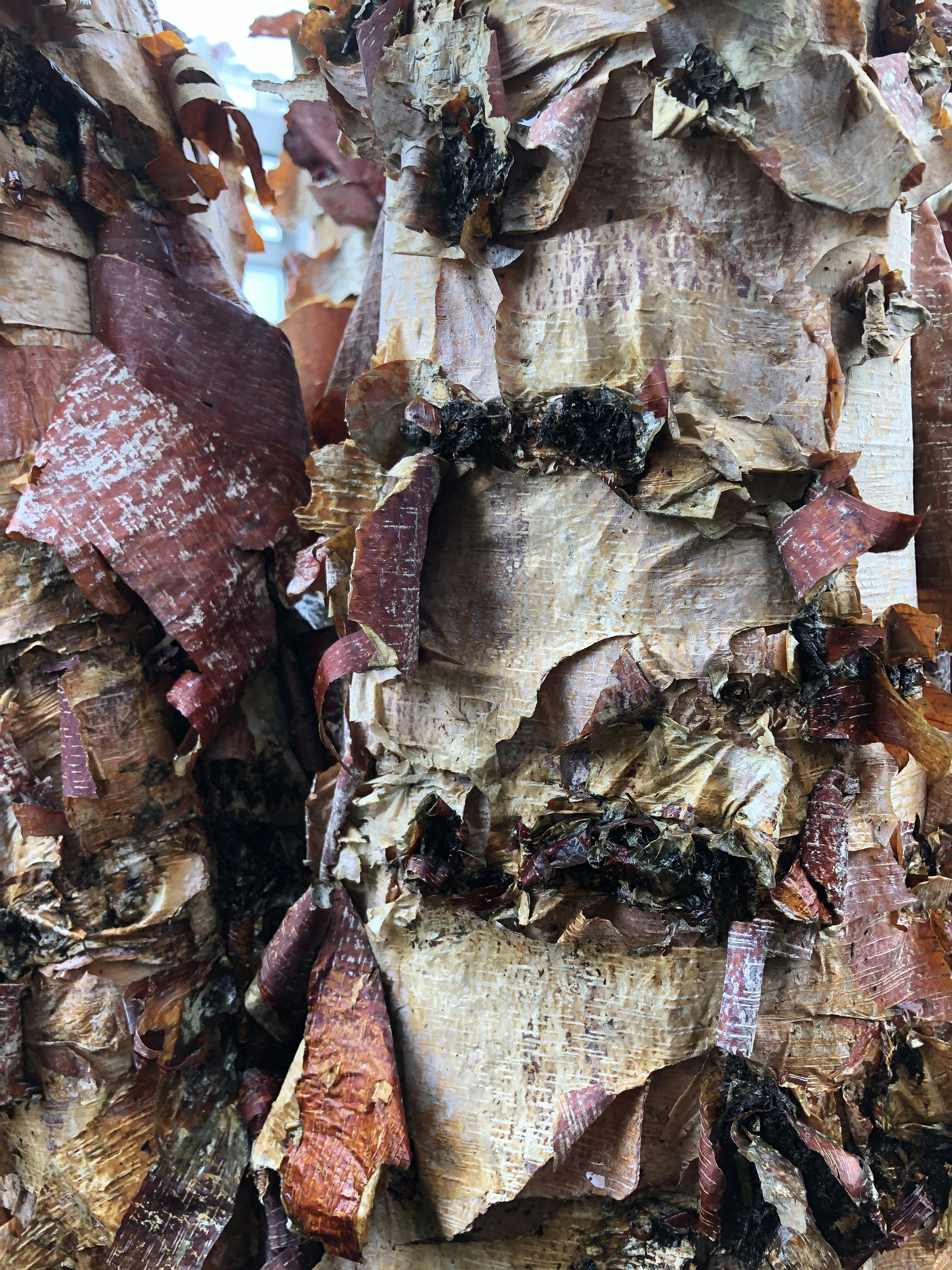 Cedar Armor: A Close-Up Study of Multilayered Bark Peels