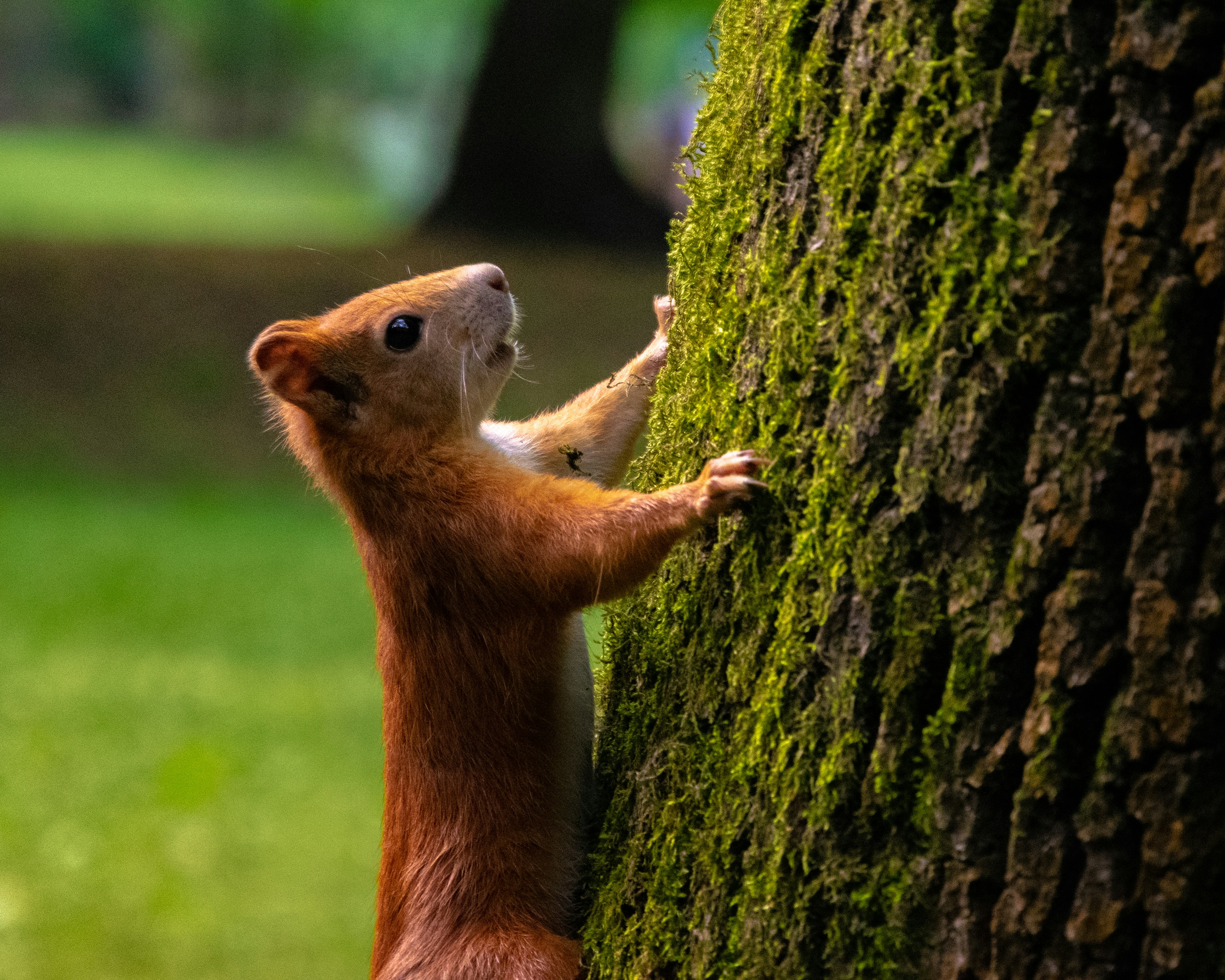 a squirrel climbing on a tree