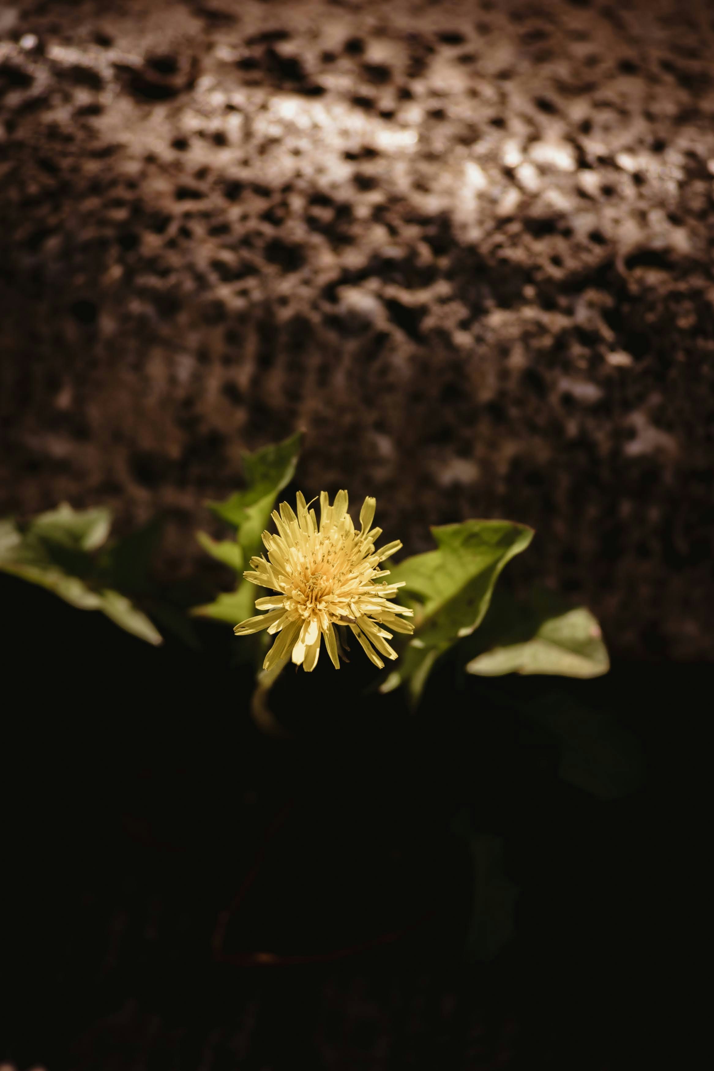 Golden Bloom Rising from Shadowed Stone