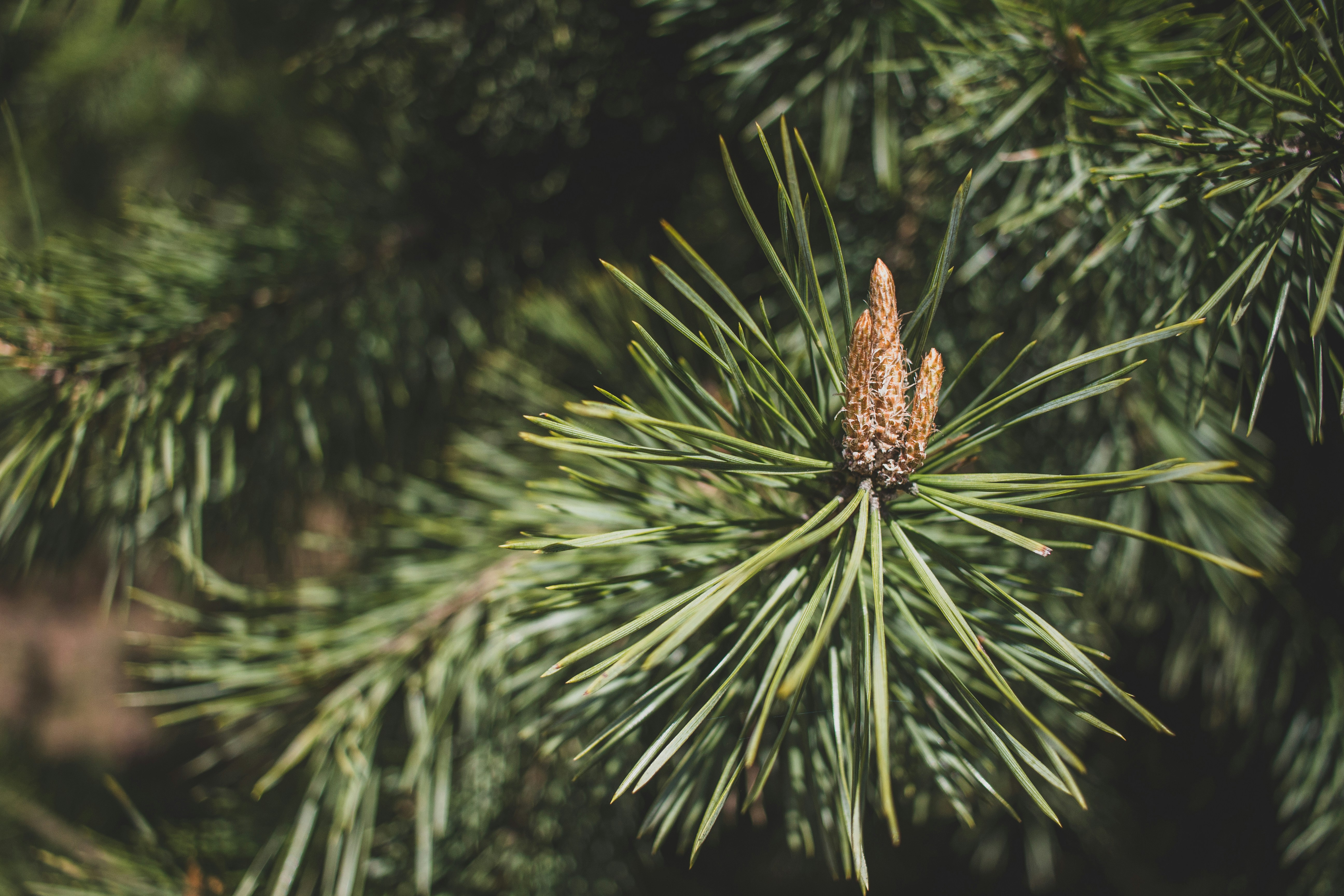 Crown of Pine: Sunlit Bud Among Needle Whorls