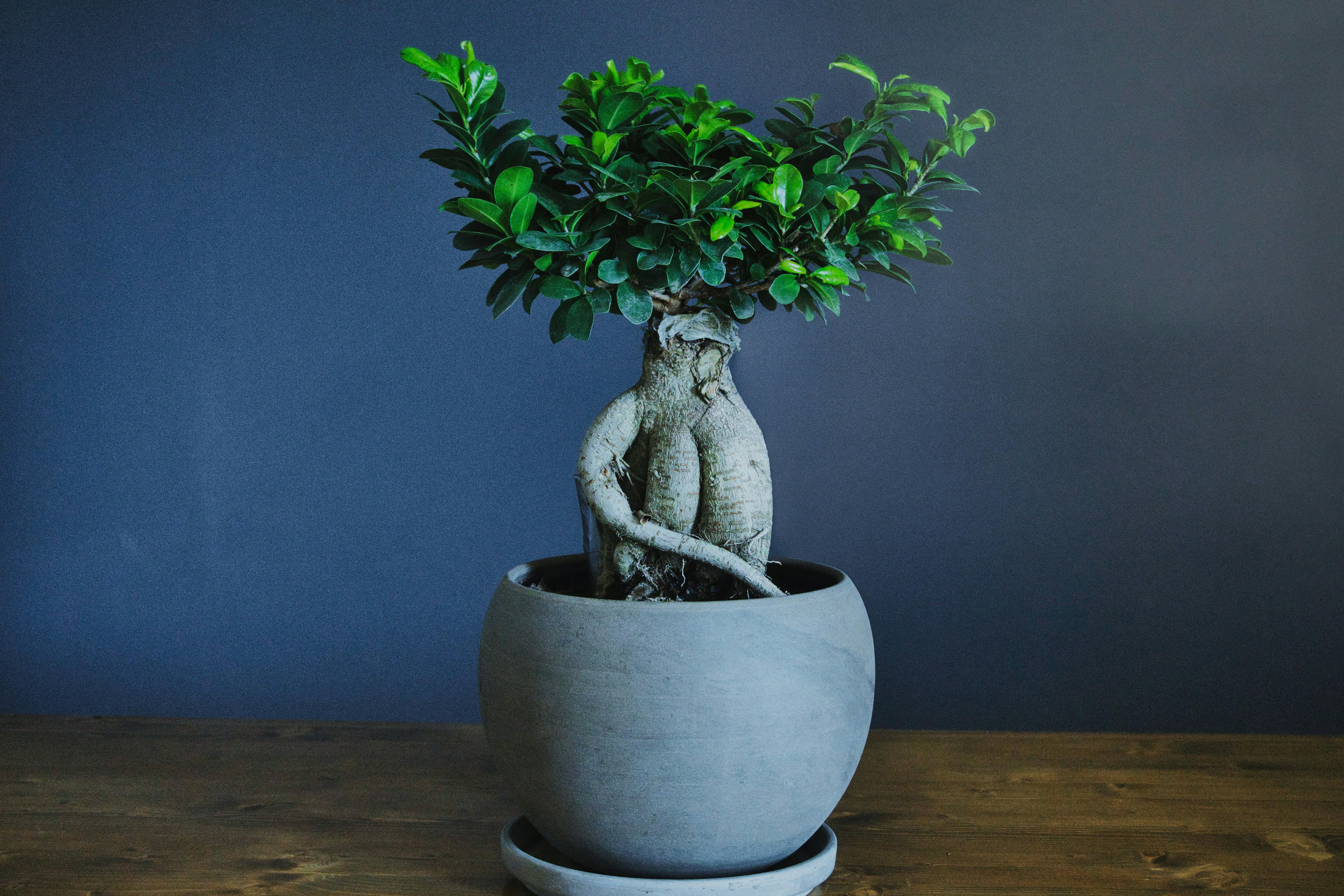 Gnarled bonsai tree in a grey pot against a dark backdrop, exuding tranquility.