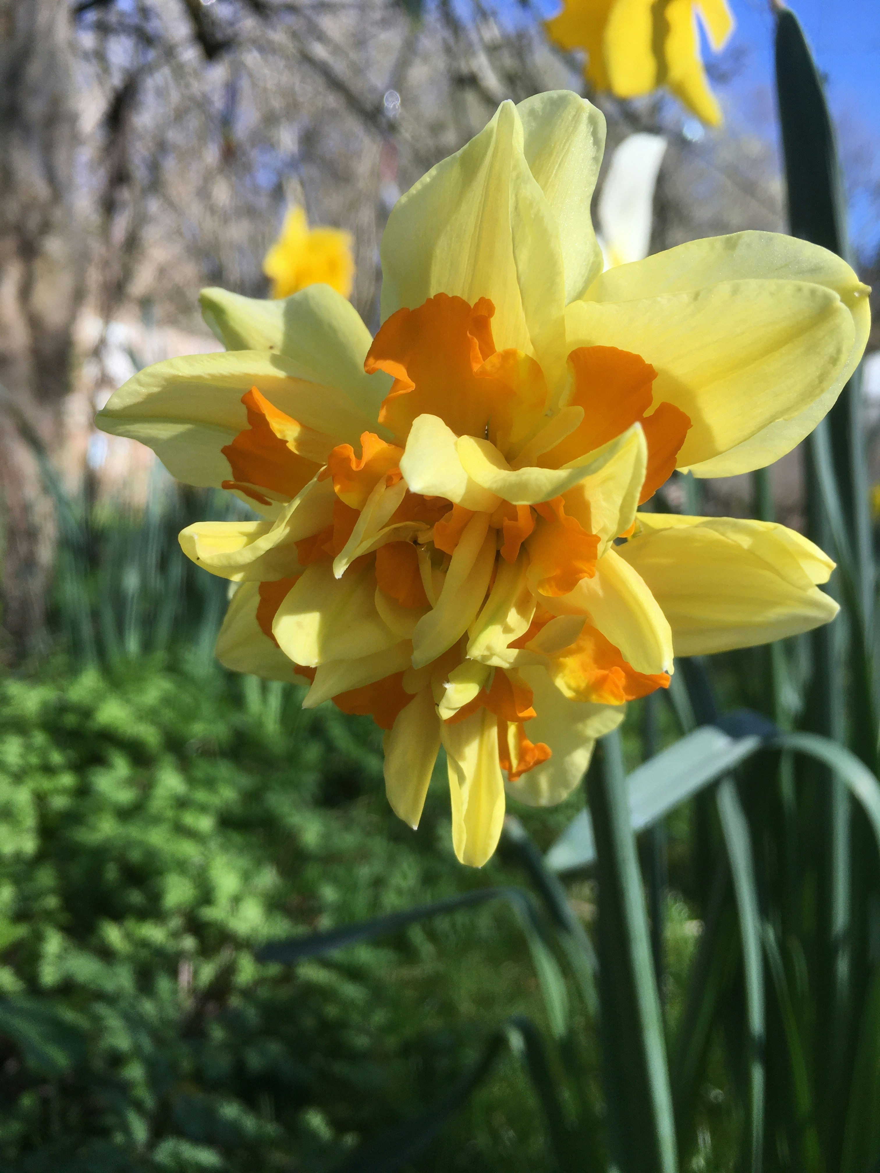 a yellow flower with green leaves