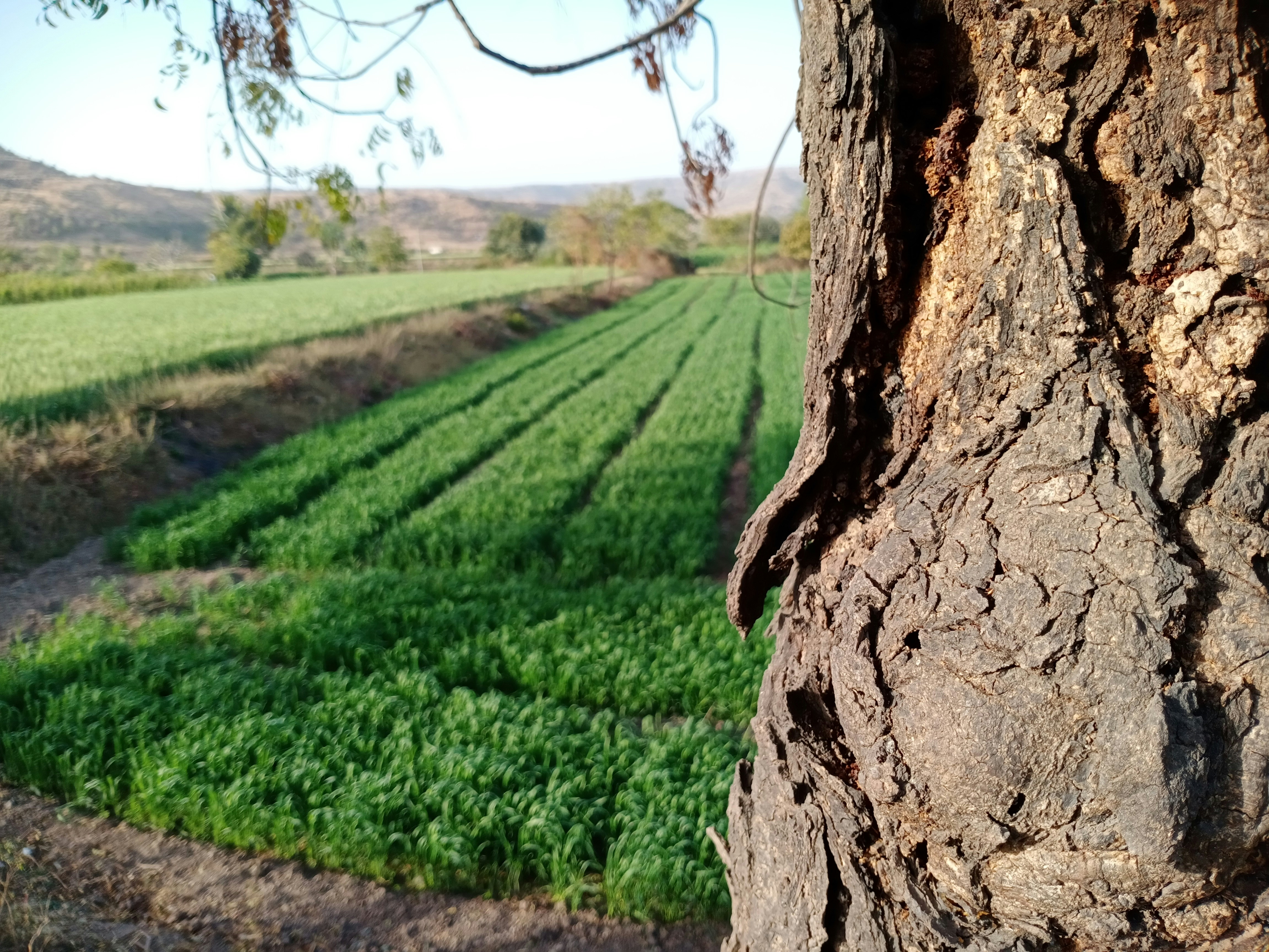 Tree Trunk Framing a Green Ridge
