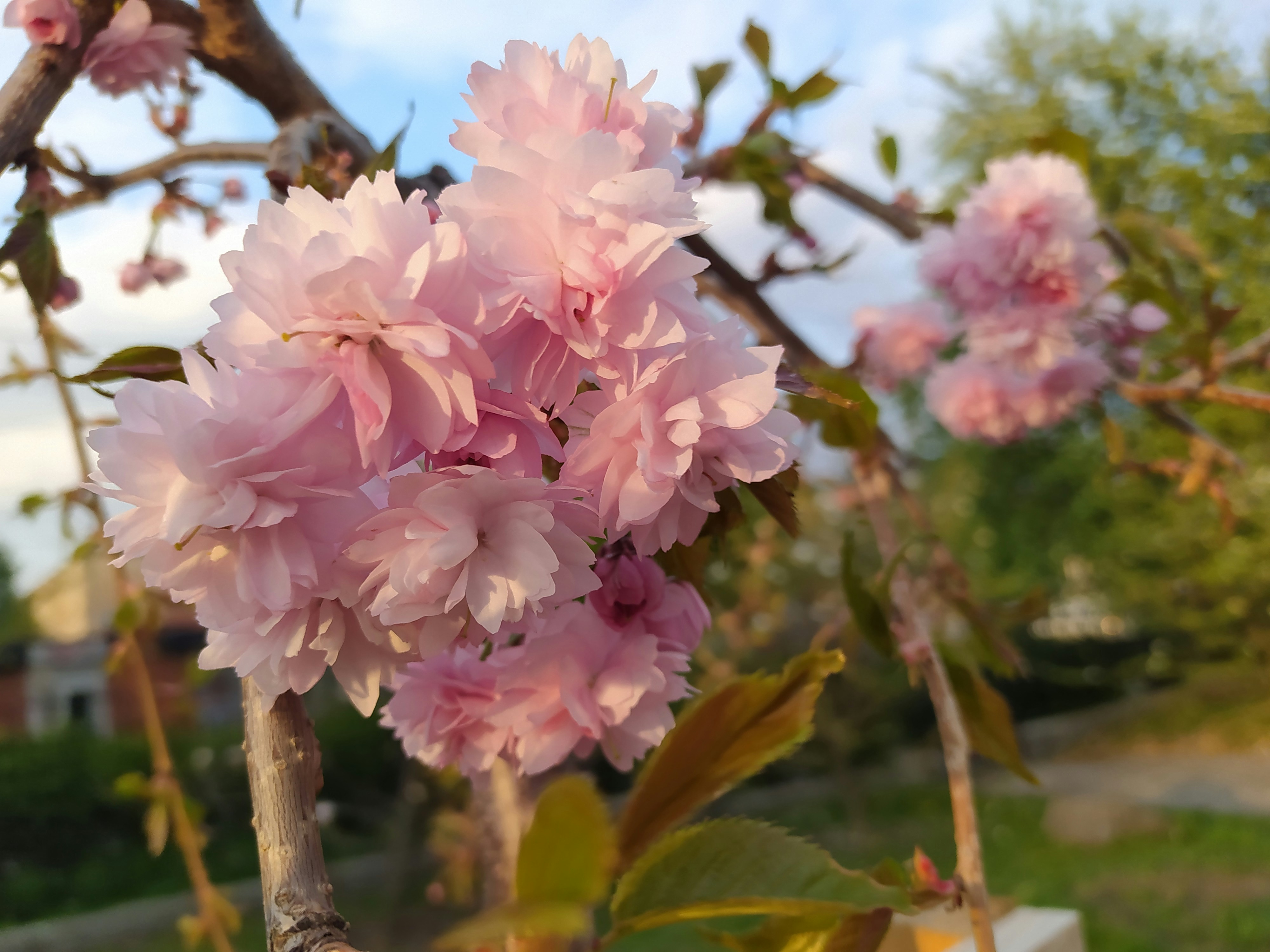 Soft Pink Blossoms in Spring Light