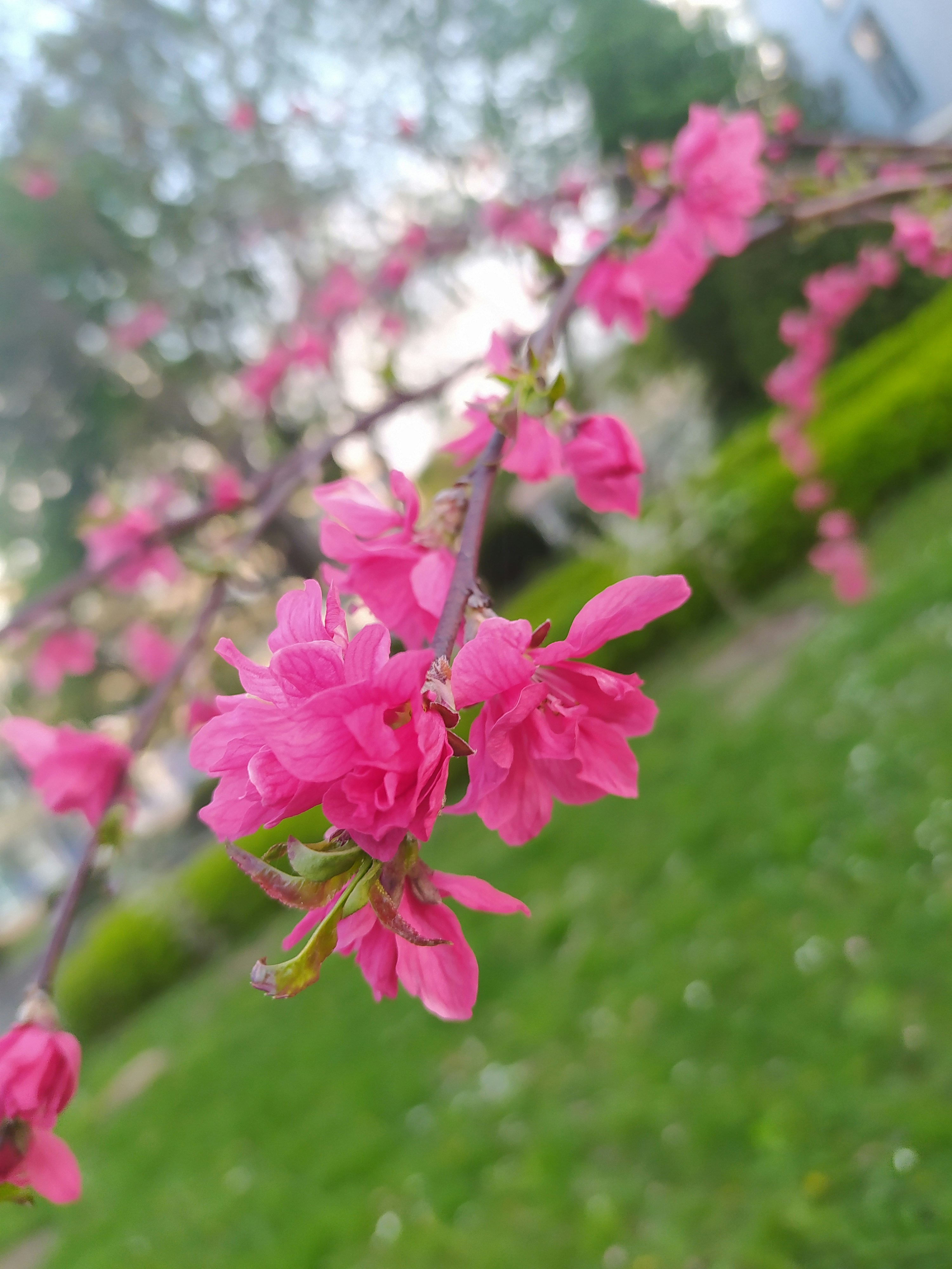 Vibrant pink blossoms adorn a branch, showcasing the beauty of spring against a lush green backdrop.