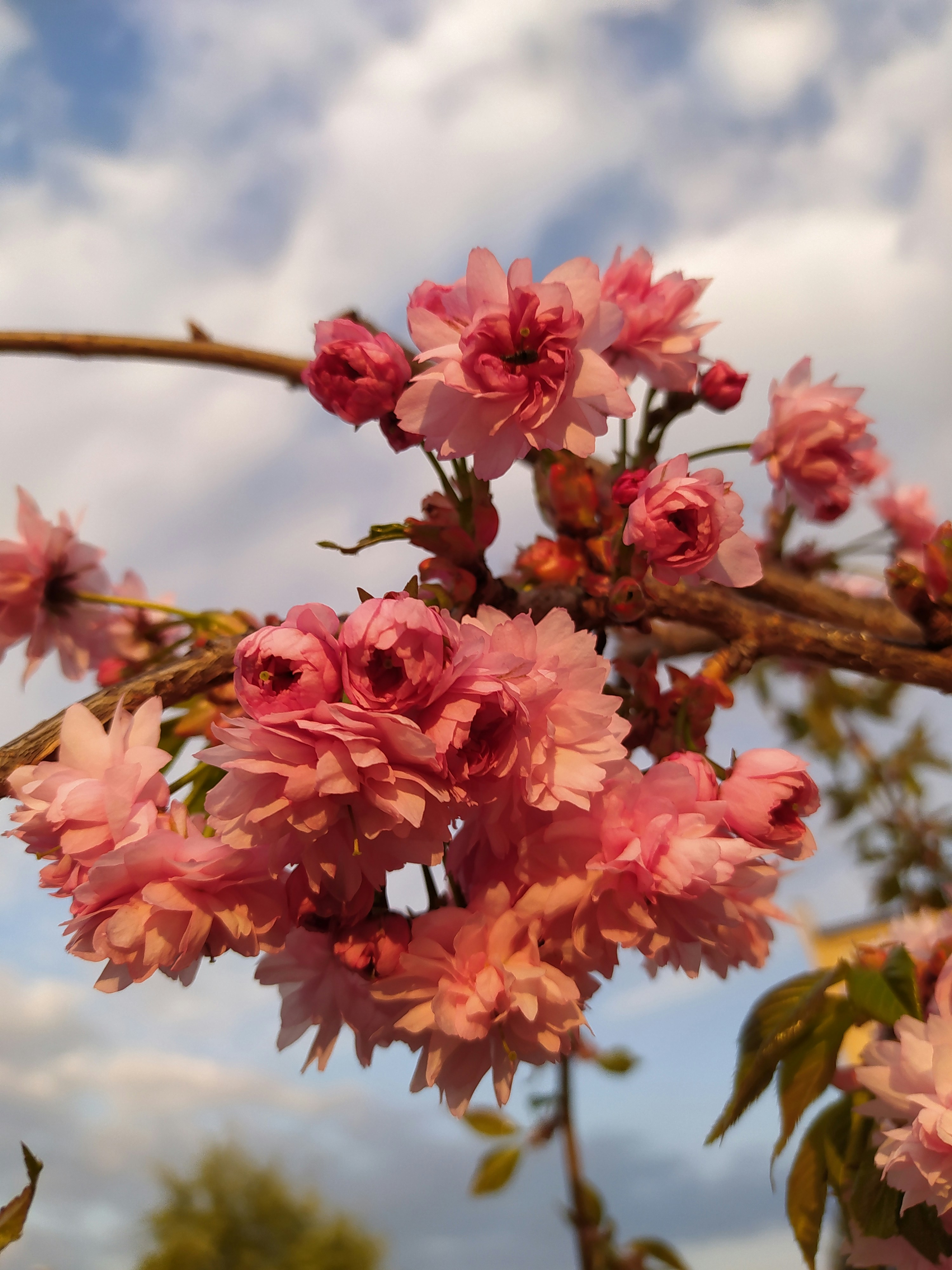 Vibrant pink cherry blossoms cluster along a branch with a blue sky backdrop, emphasizing delicate petals and natural light. This is a photographic capture of flower detail.