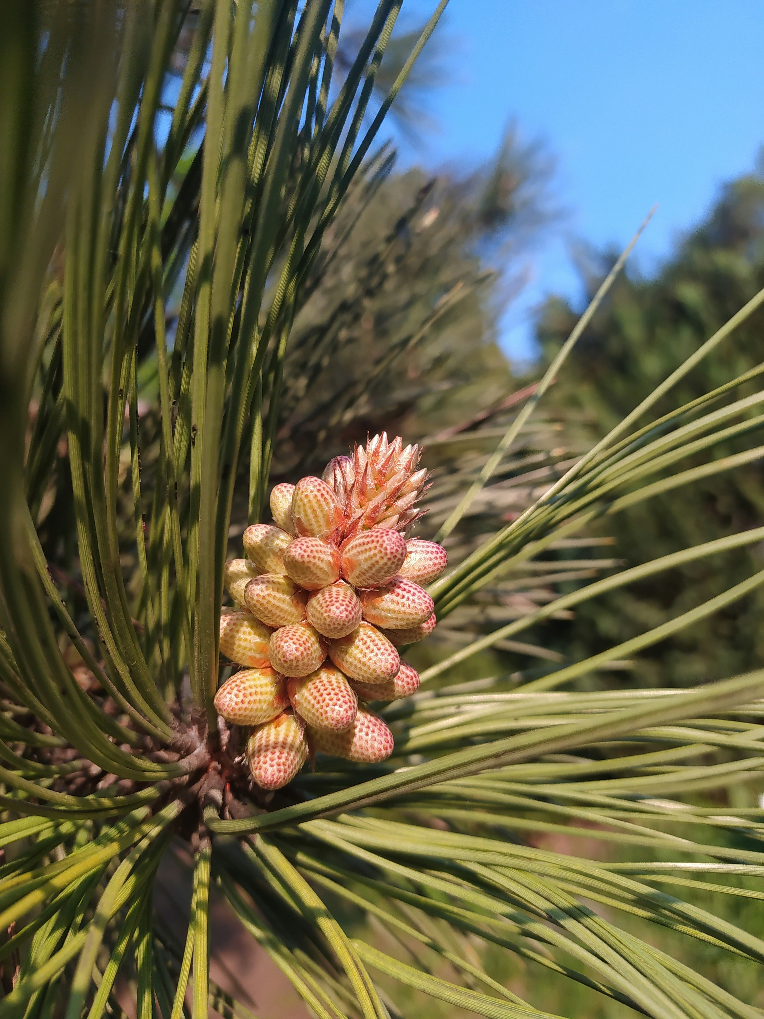 Close-up of pink pine conelets clustered among green needles, highlighting the scales' texture.