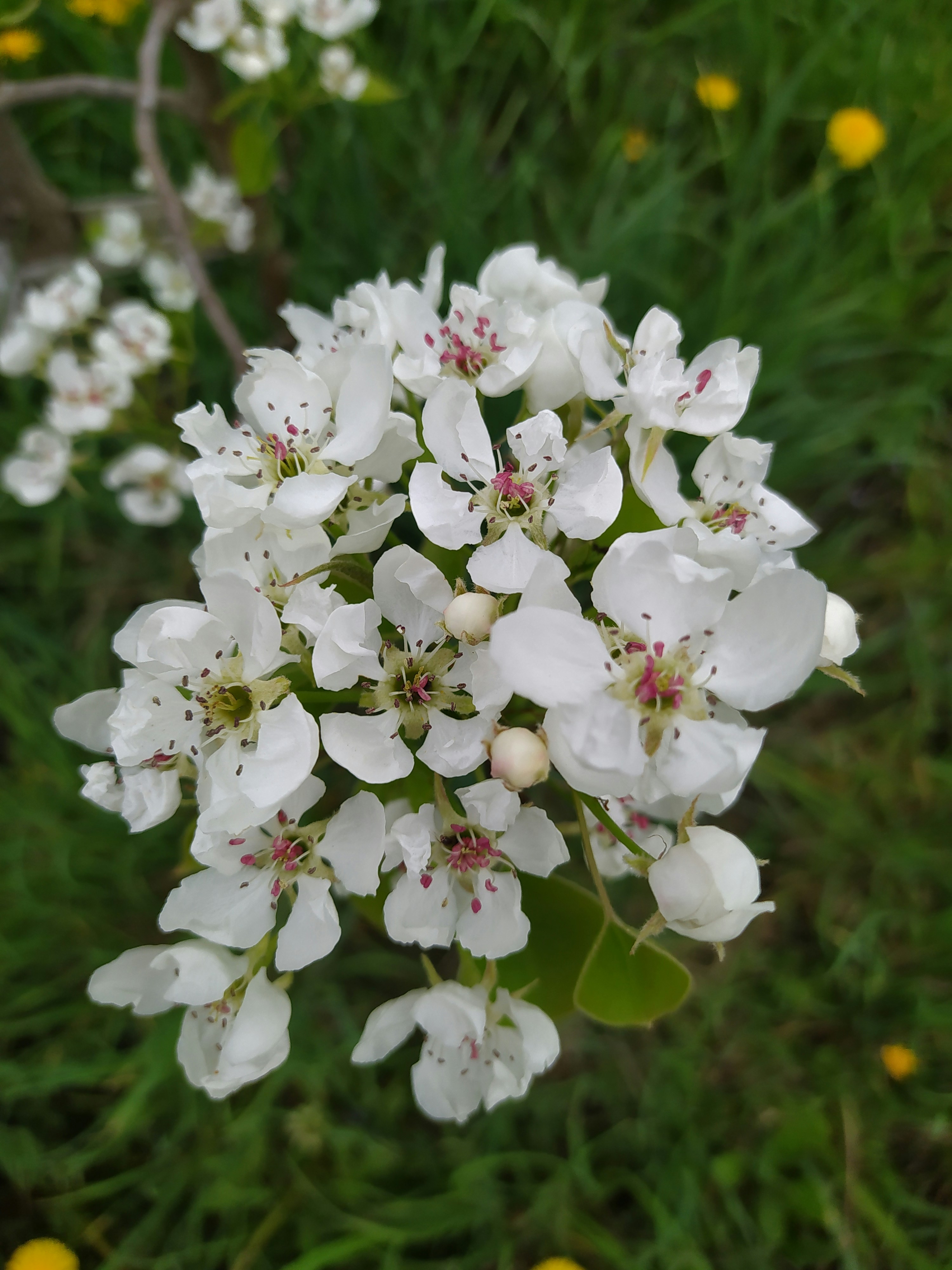 Cluster of white flowers with subtle pink accents against a lush green background, showcasing the beauty of springtime flora.