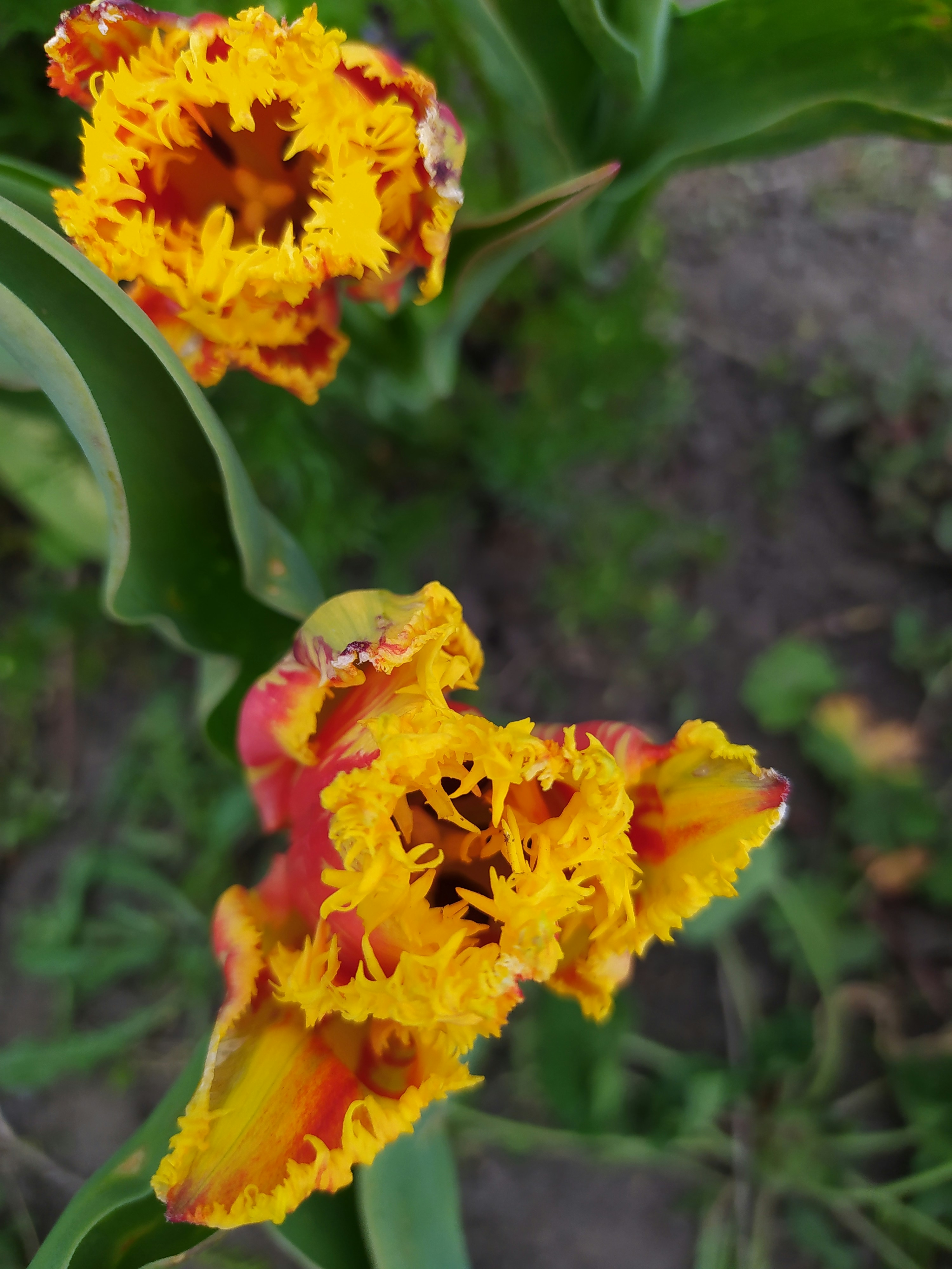 Vibrant yellow and red tulip blooms with intricate fringed petals surrounded by lush green foliage.