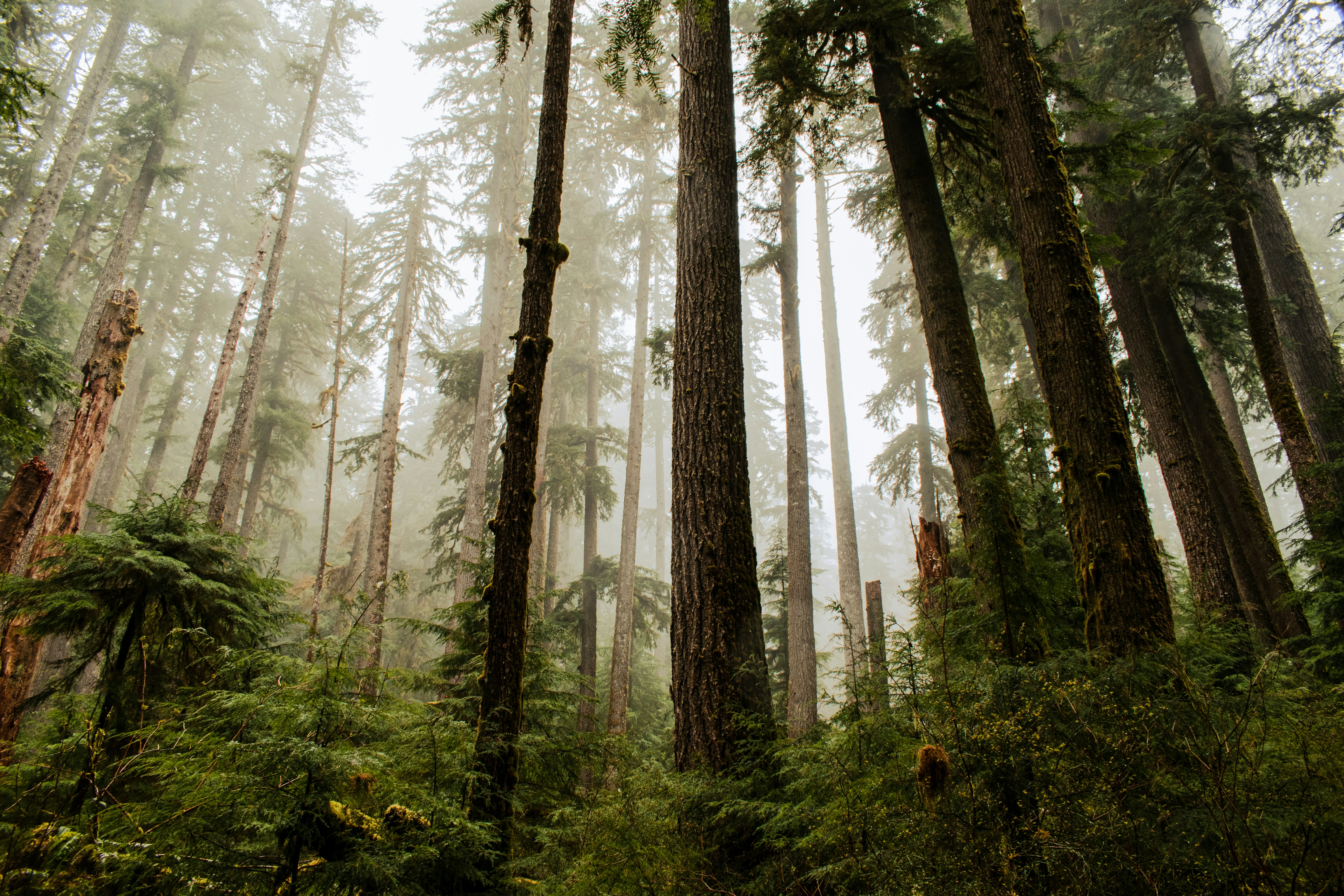 A forest of tall trees photo – Free Nature Image on Unsplash