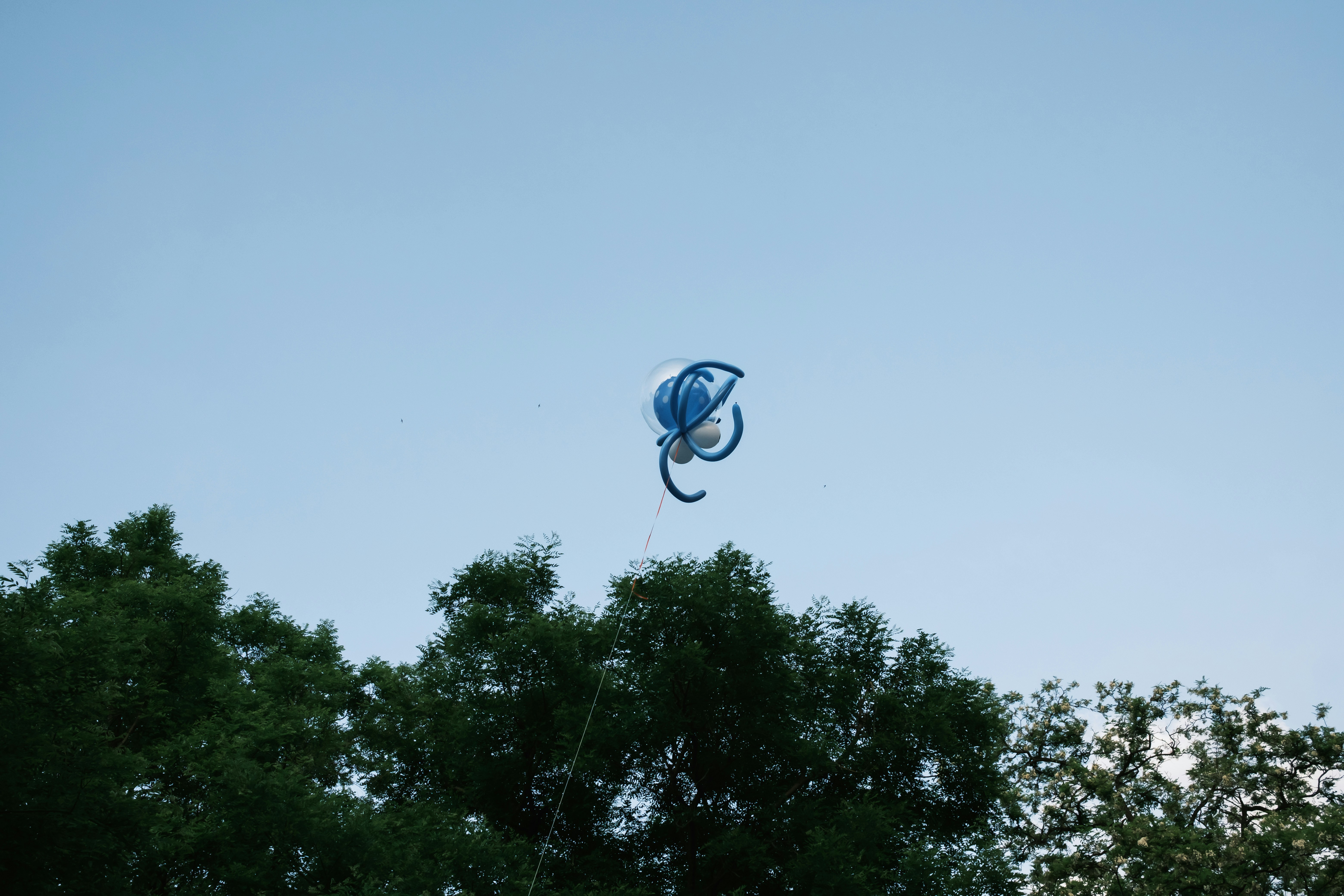 A blue and white kite flying over trees photo – Free Blue Image on Unsplash