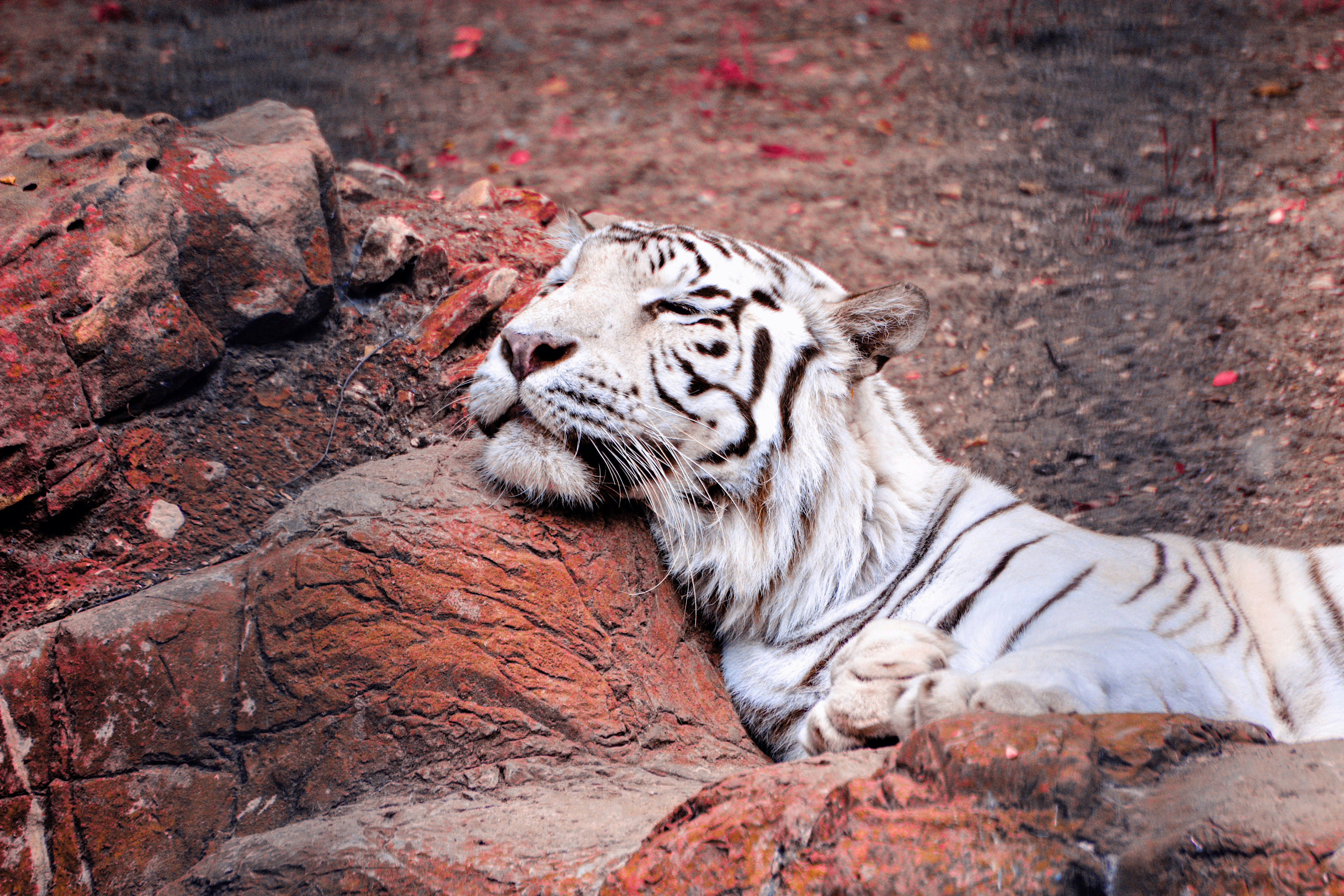 A white tiger resting its head on a rocky surface, surrounded by earthy tones and scattered autumn leaves.