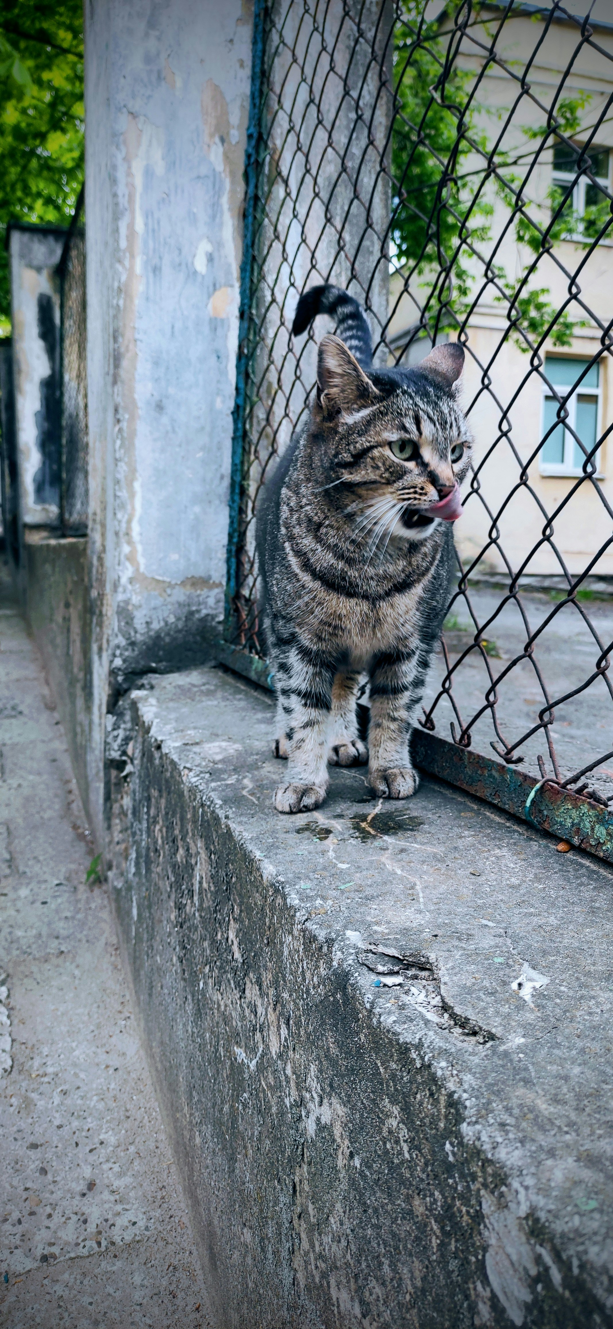 A tabby cat playfully perched on a concrete wall, licking its nose while gazing curiously at its surroundings.