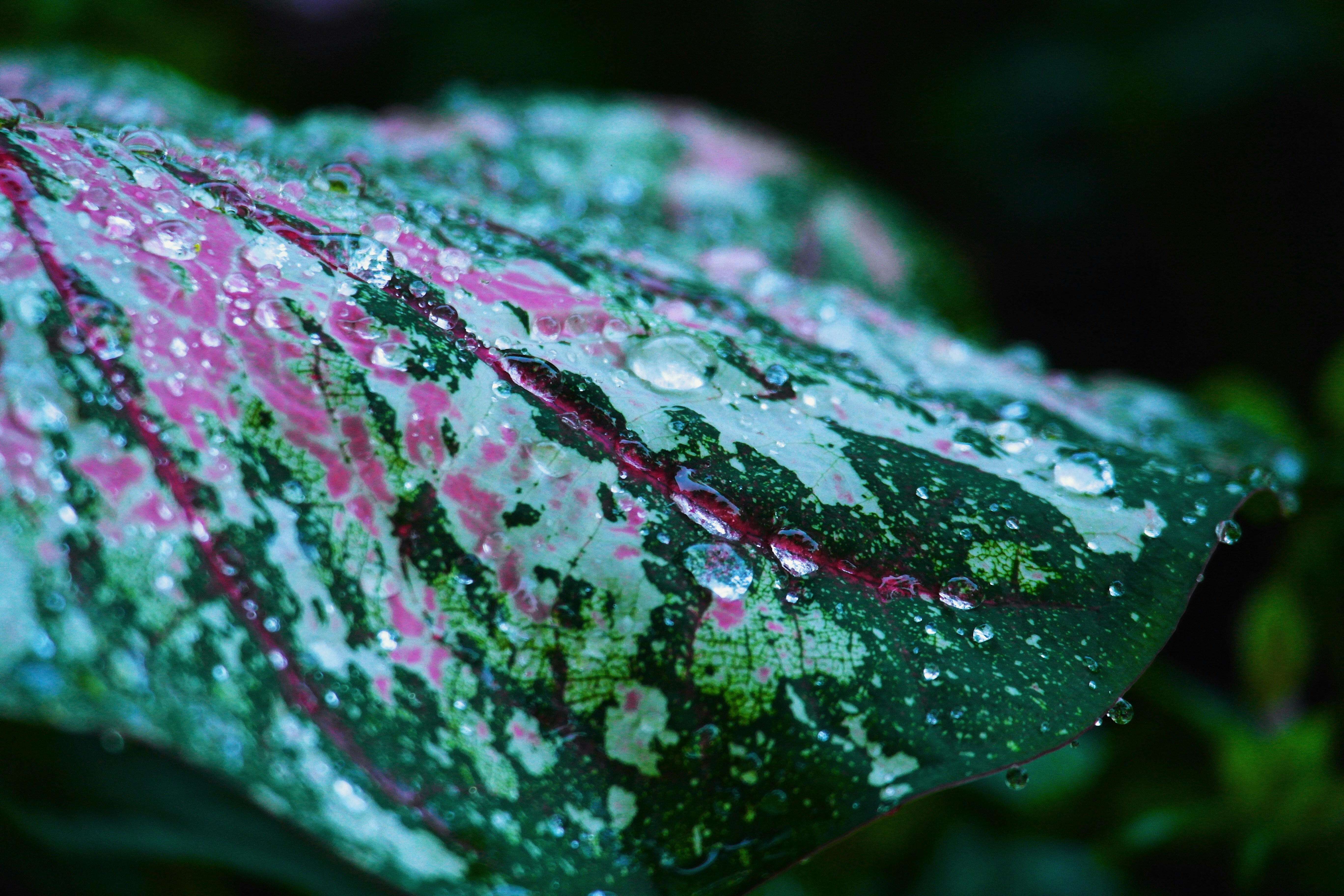 Macro close-up photograph of a variegated leaf with pink-green marbling and dew droplets, highlighting texture and color.