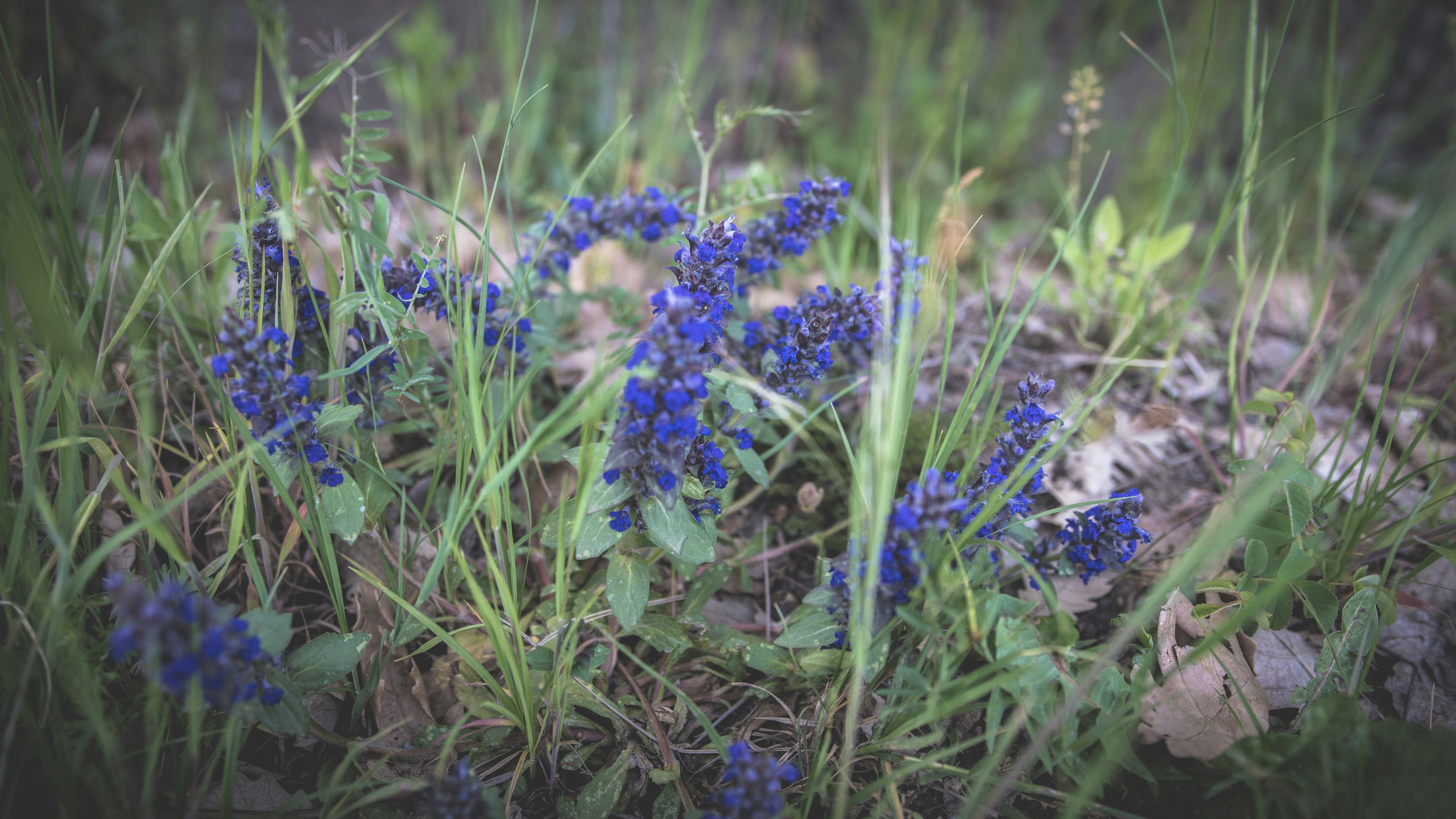 Foto Un primer plano de algunas flores – Imagen Pranjani gratis en Unsplash