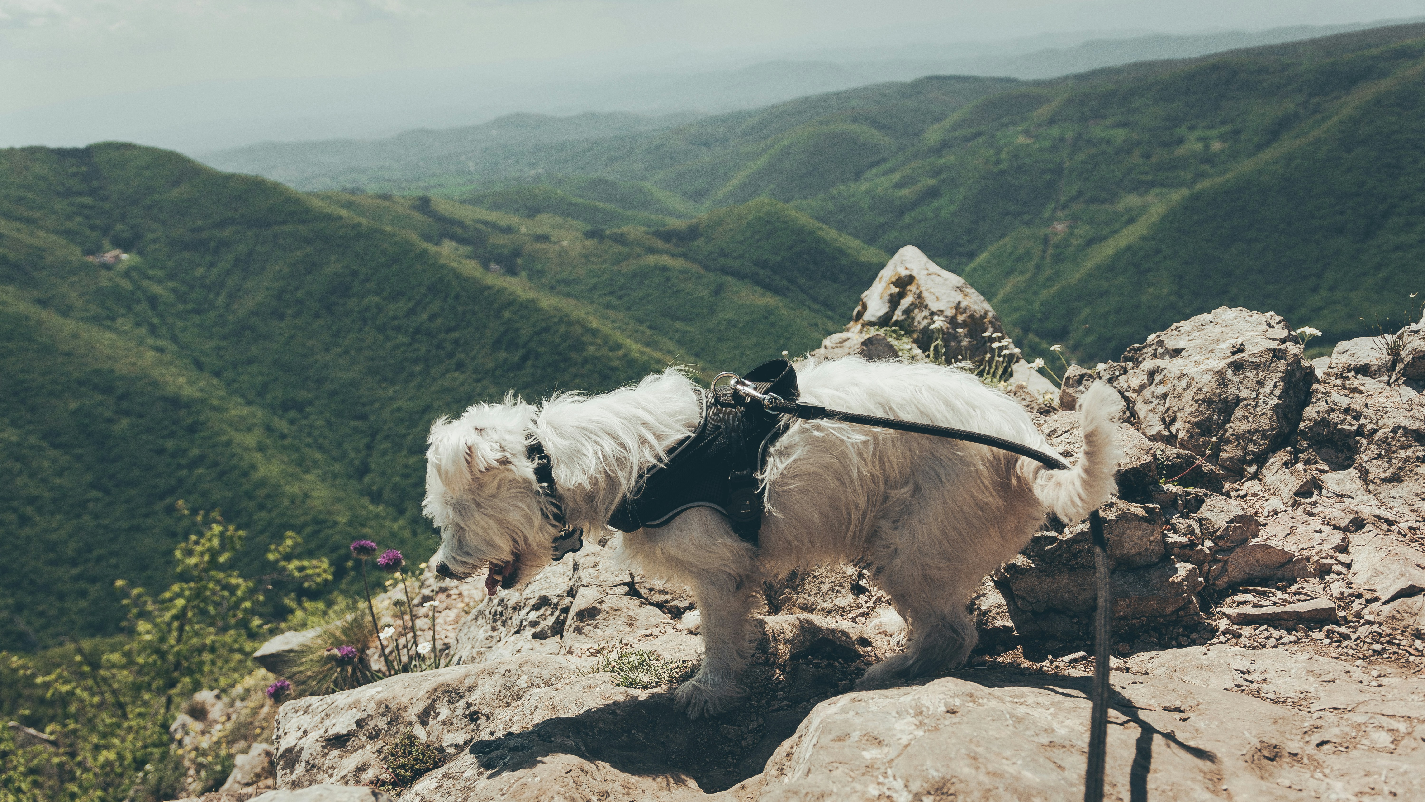 Cliffside Pause: A Fluffy Terrier Balances on Sunlit Promontory