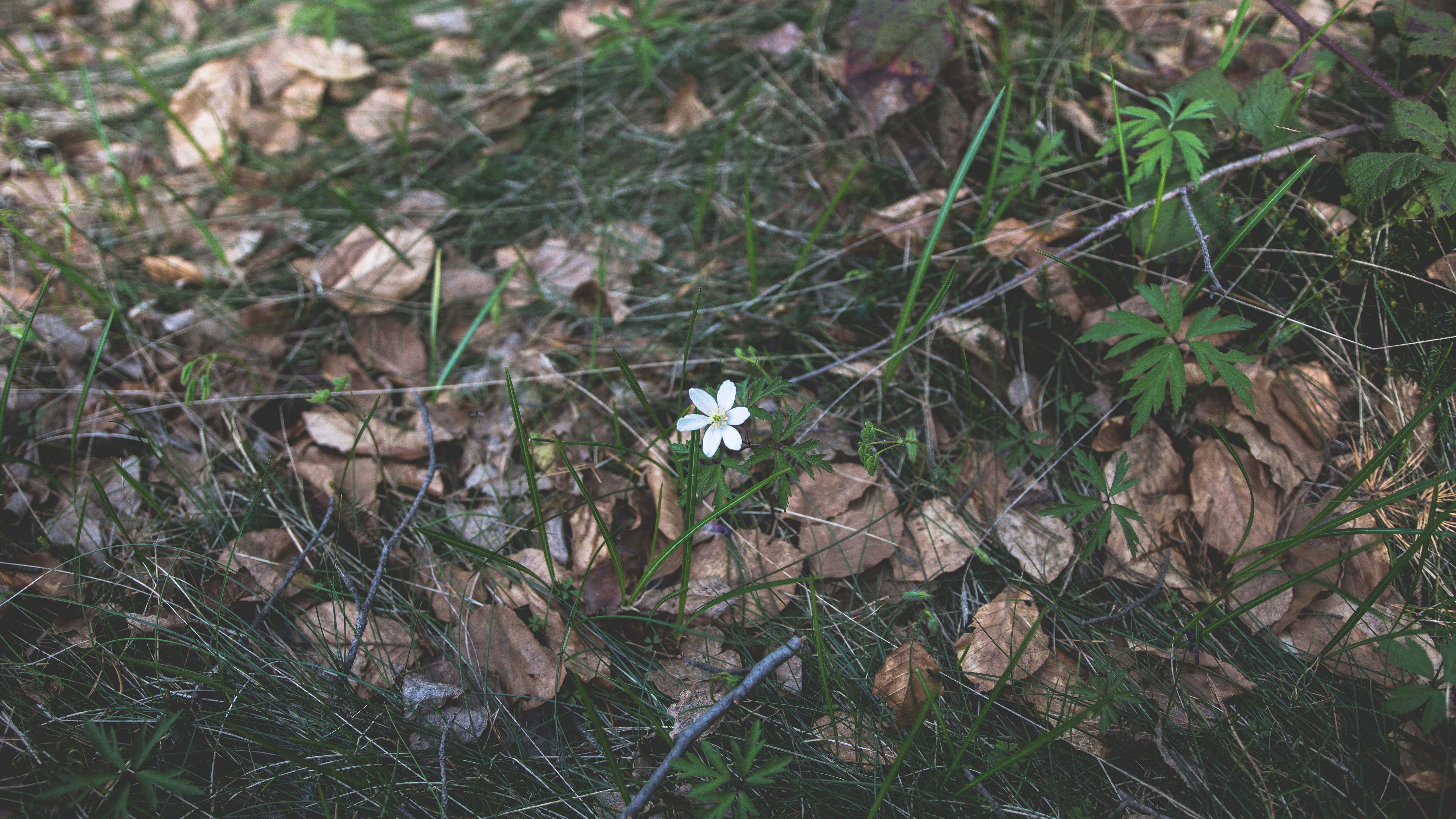White Blossom Among Fallen Leaves: A Quiet Forest Floor Portrait