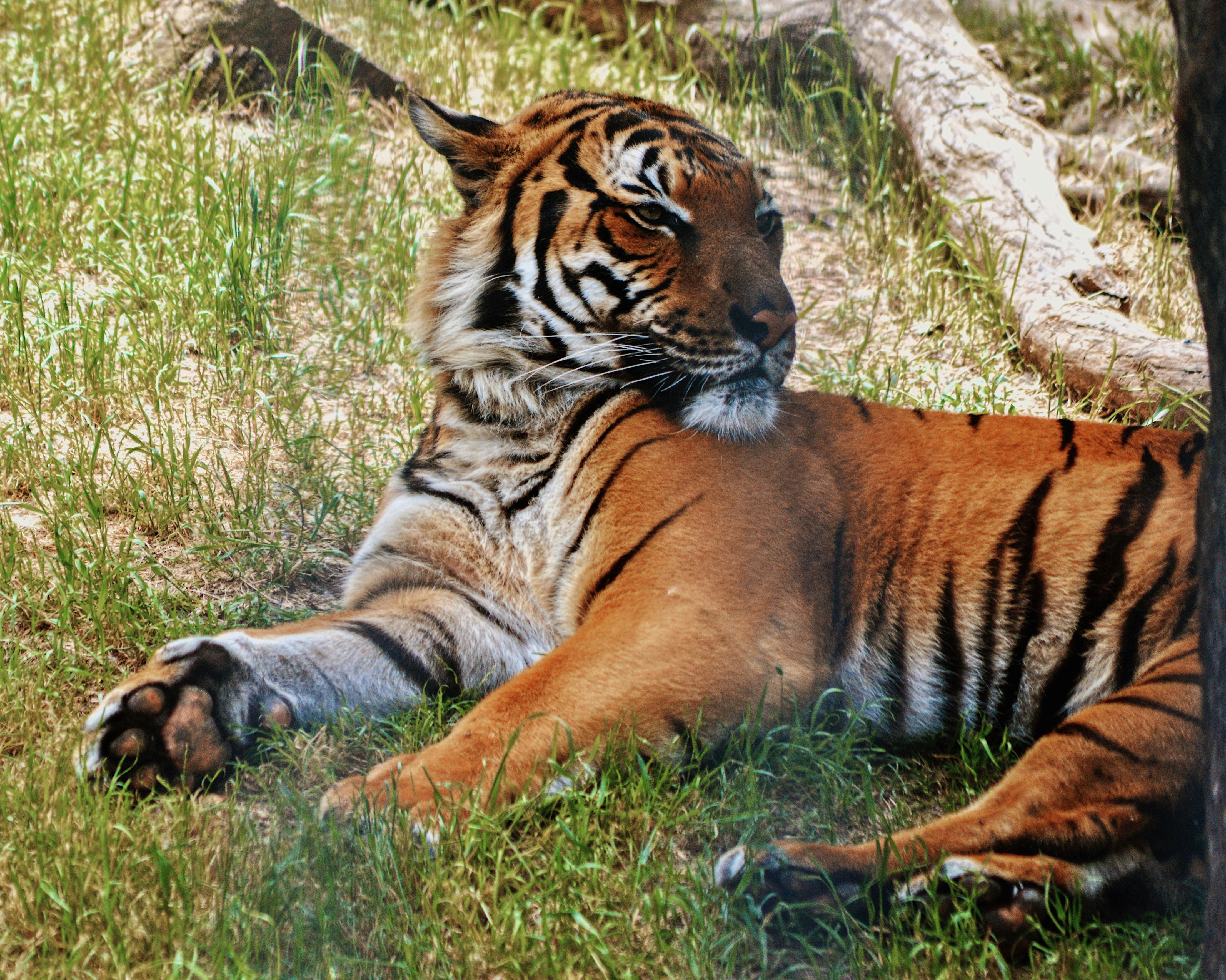 A tiger lounging in a sunlit patch of grass, showcasing its striking orange and black stripes against a natural backdrop.