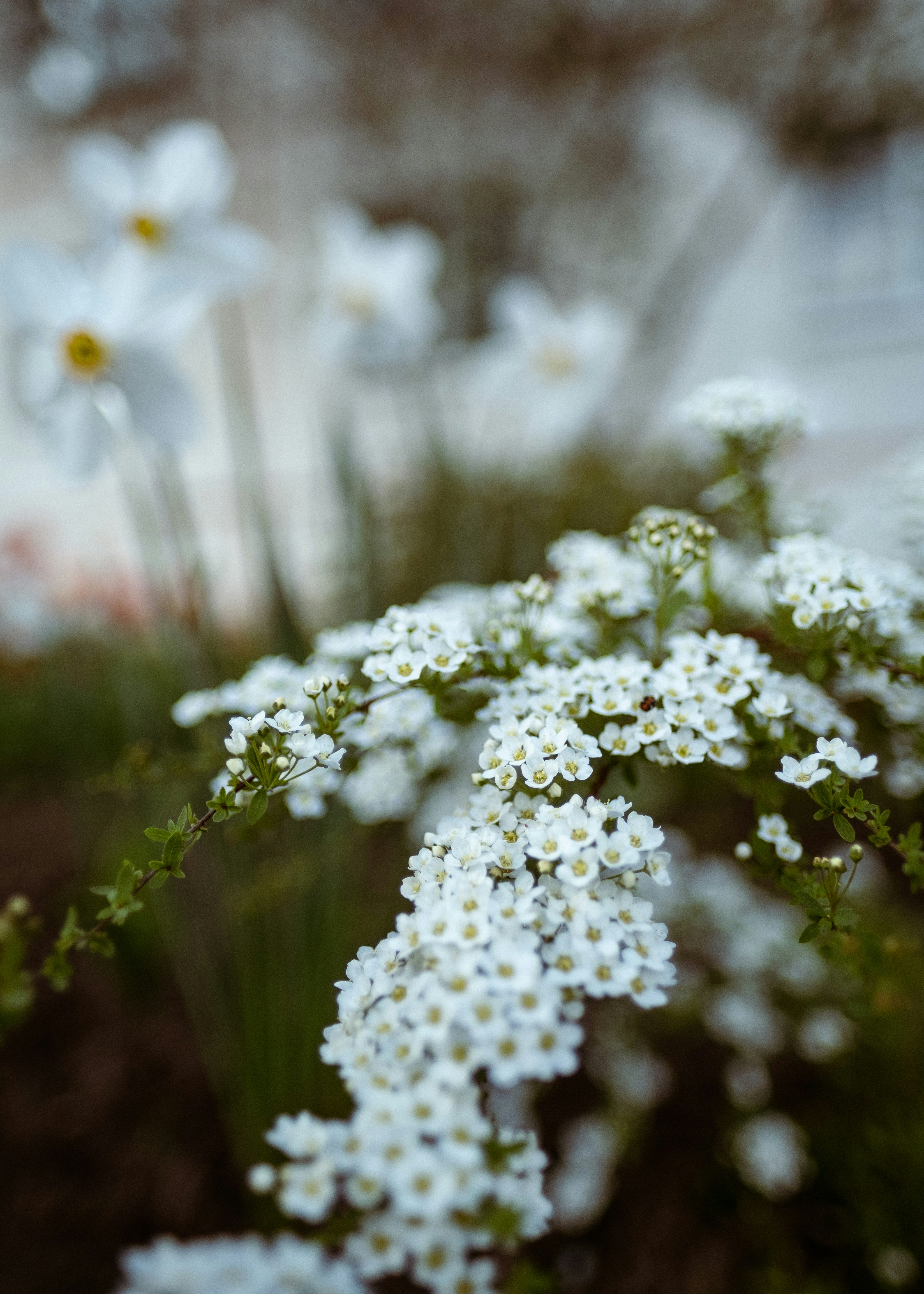 Snowbound Blooms: A Close-Up Study of Sweet Alyssum in Soft Focus