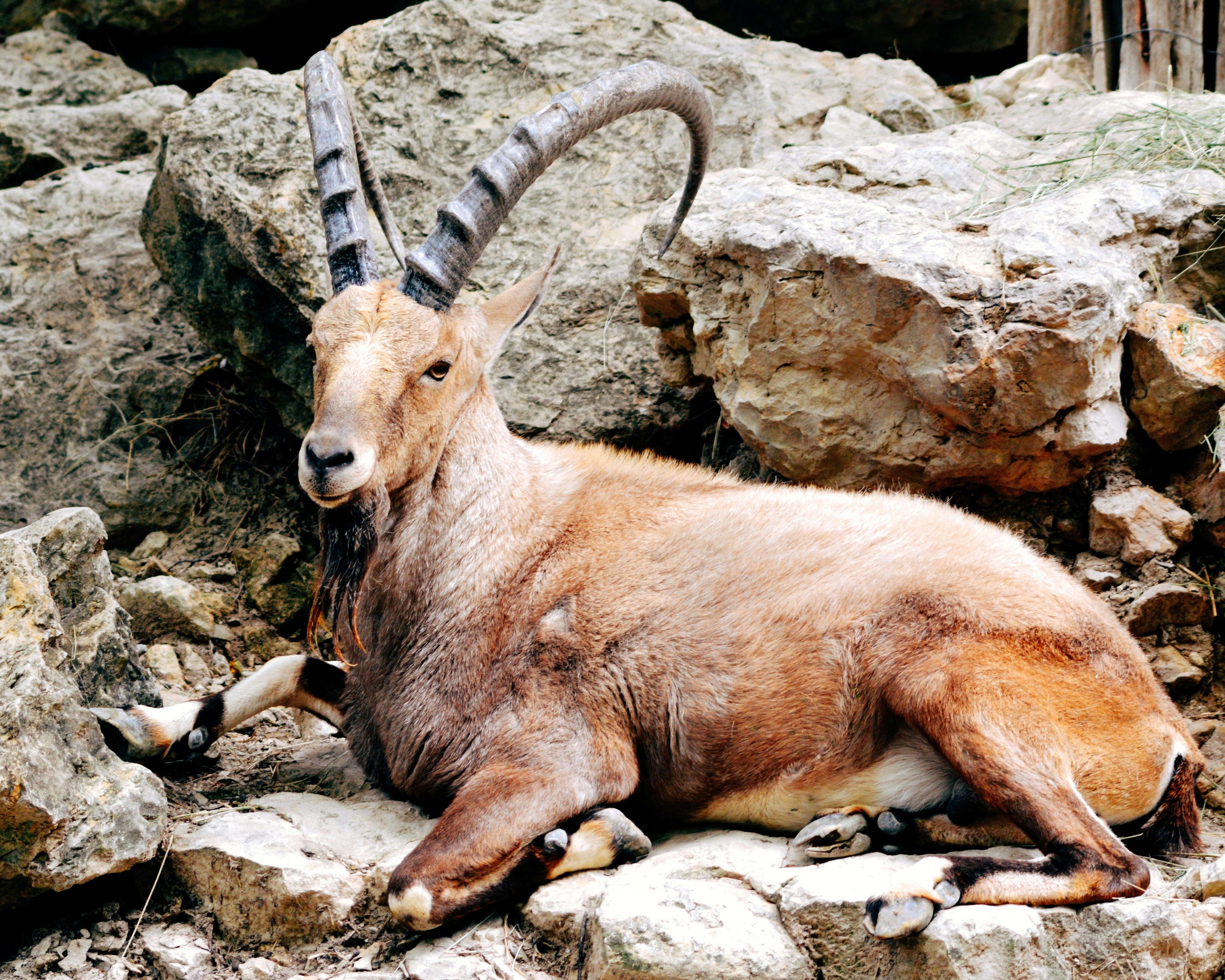 A ram lying on rocks photo – Free Denver zoo Image on Unsplash
