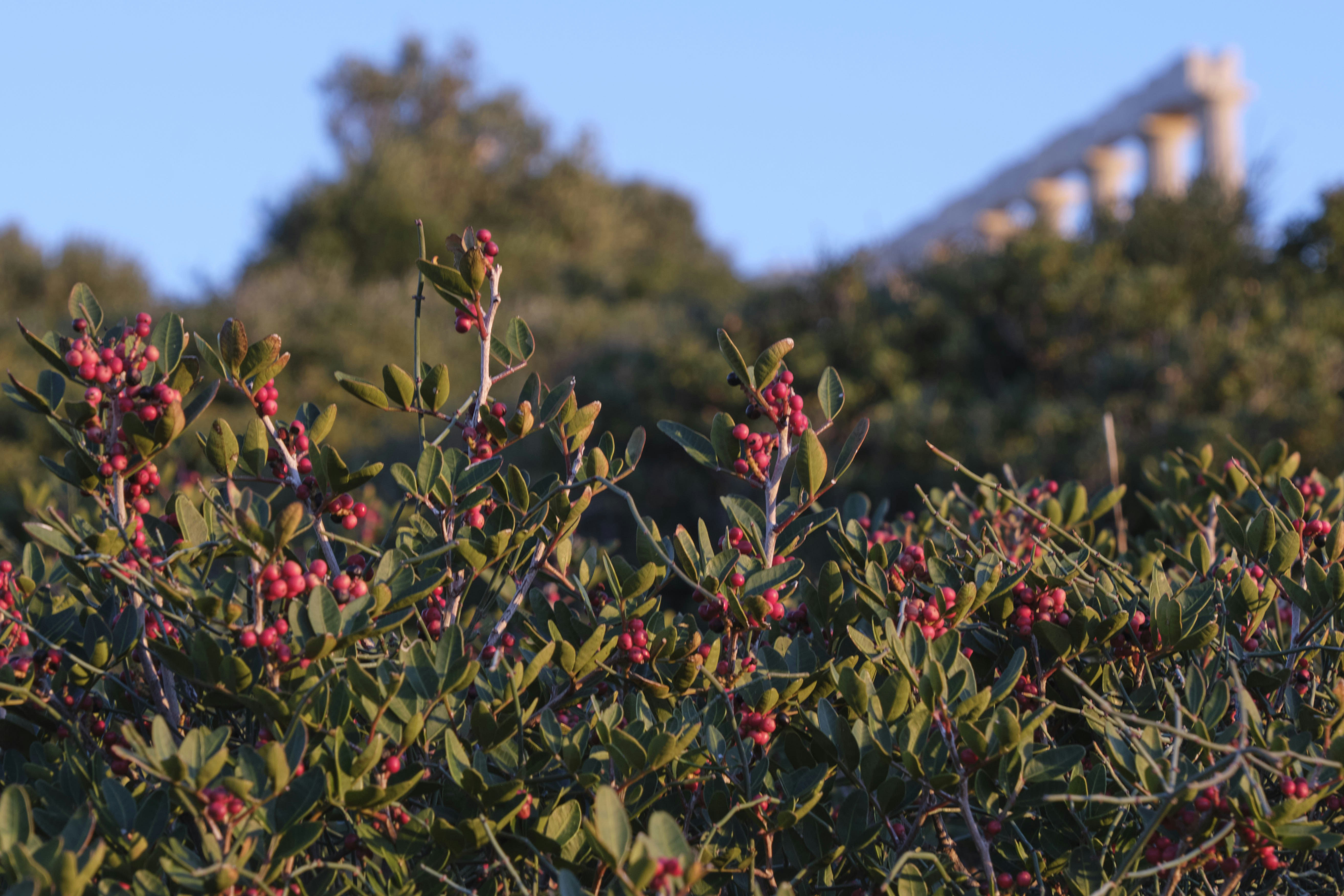Crimson Berries Framing a Distant Classical Ruin