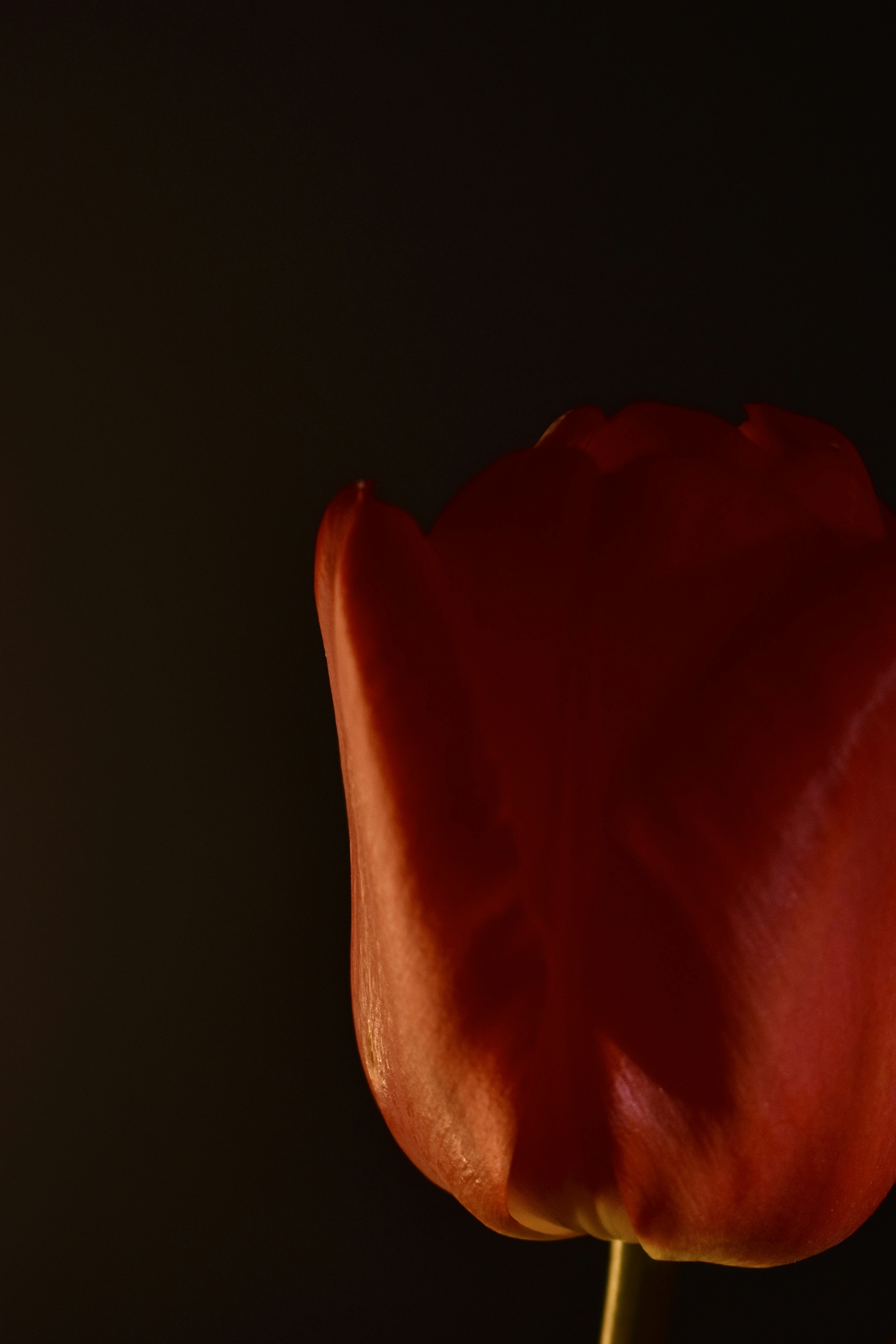 Close-up of a red tulip's delicate petals against a dark background, highlighting its smooth texture and vibrant color.