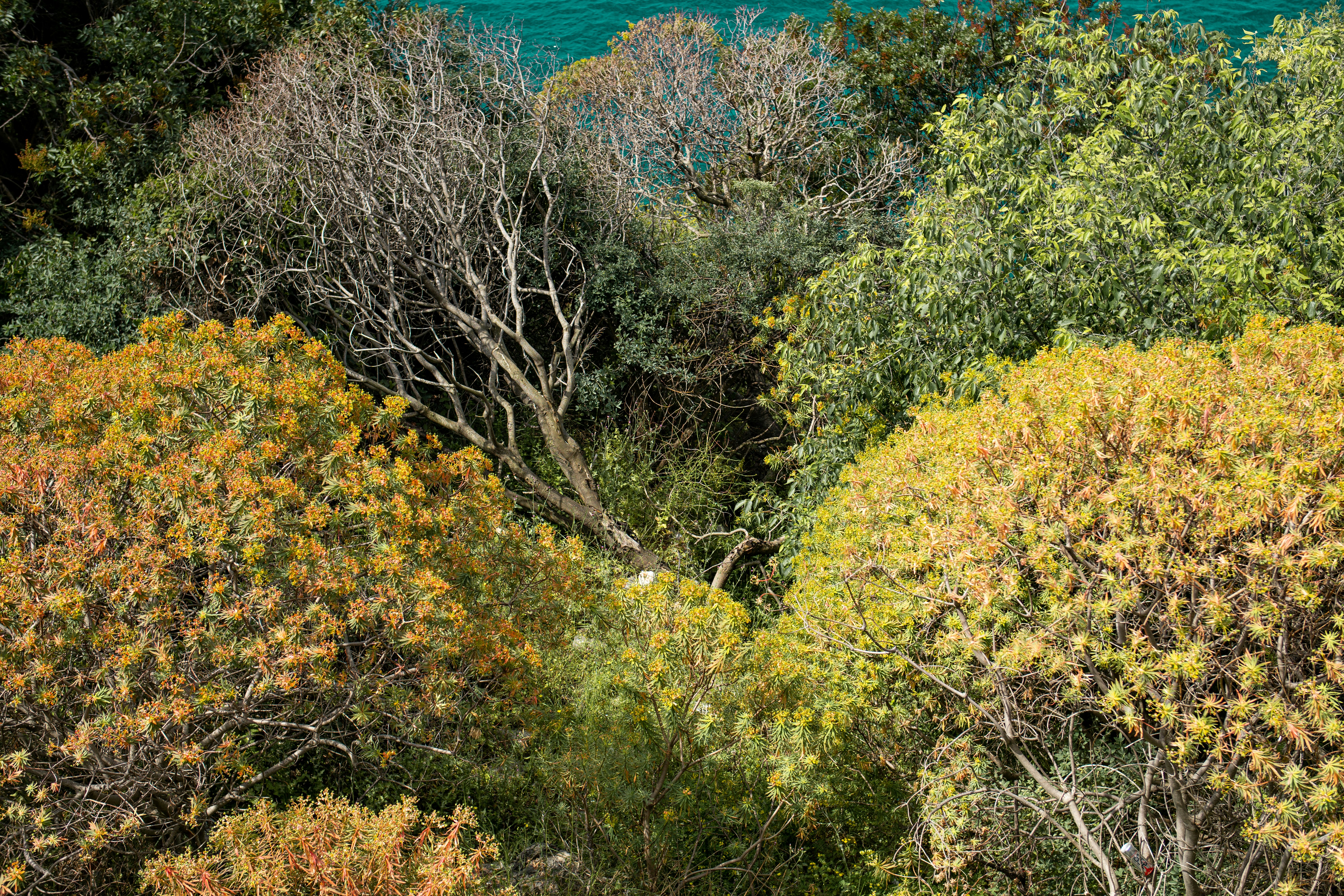 Mediterranean Vegetation Animals