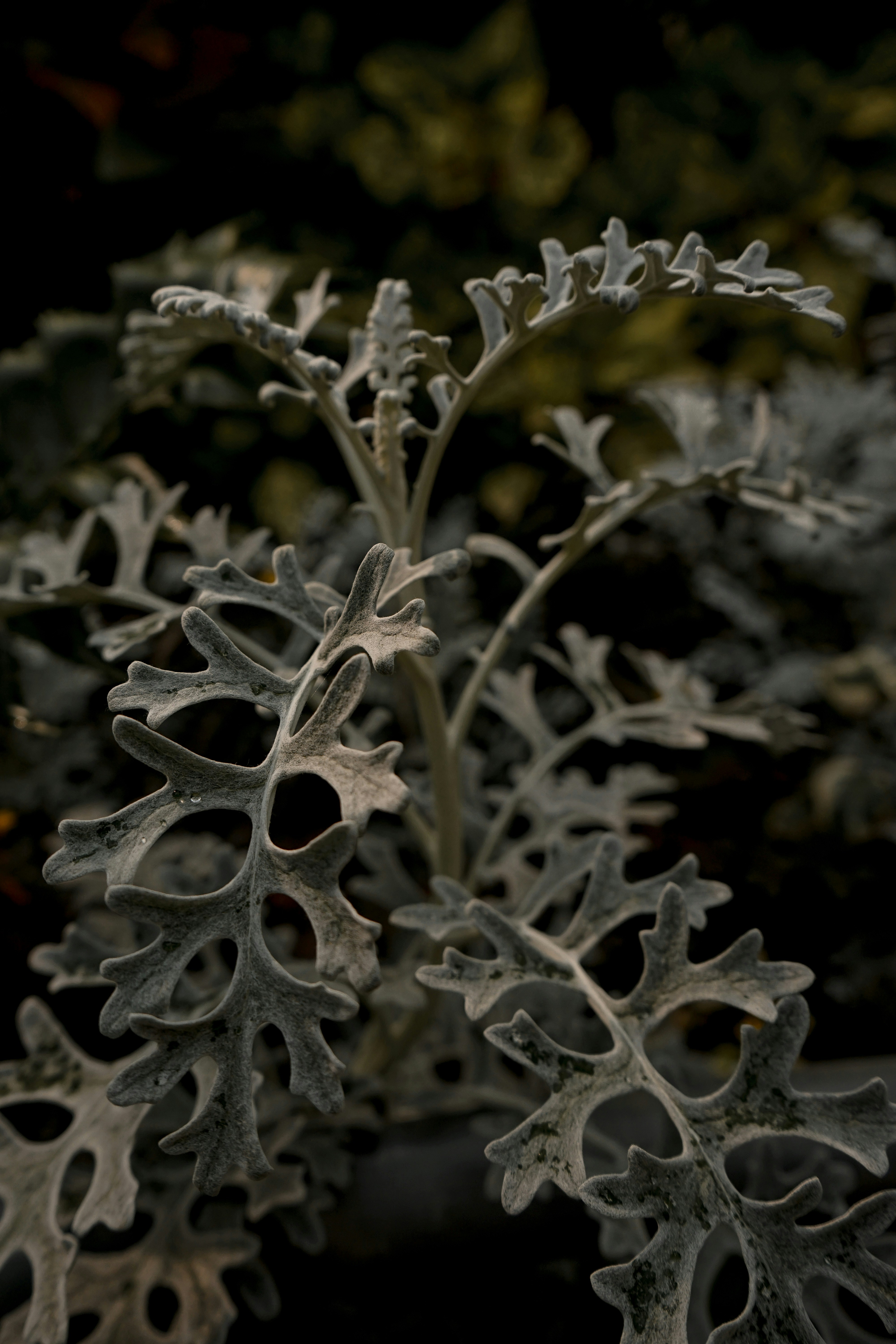 Fractal Ferns in Low Light