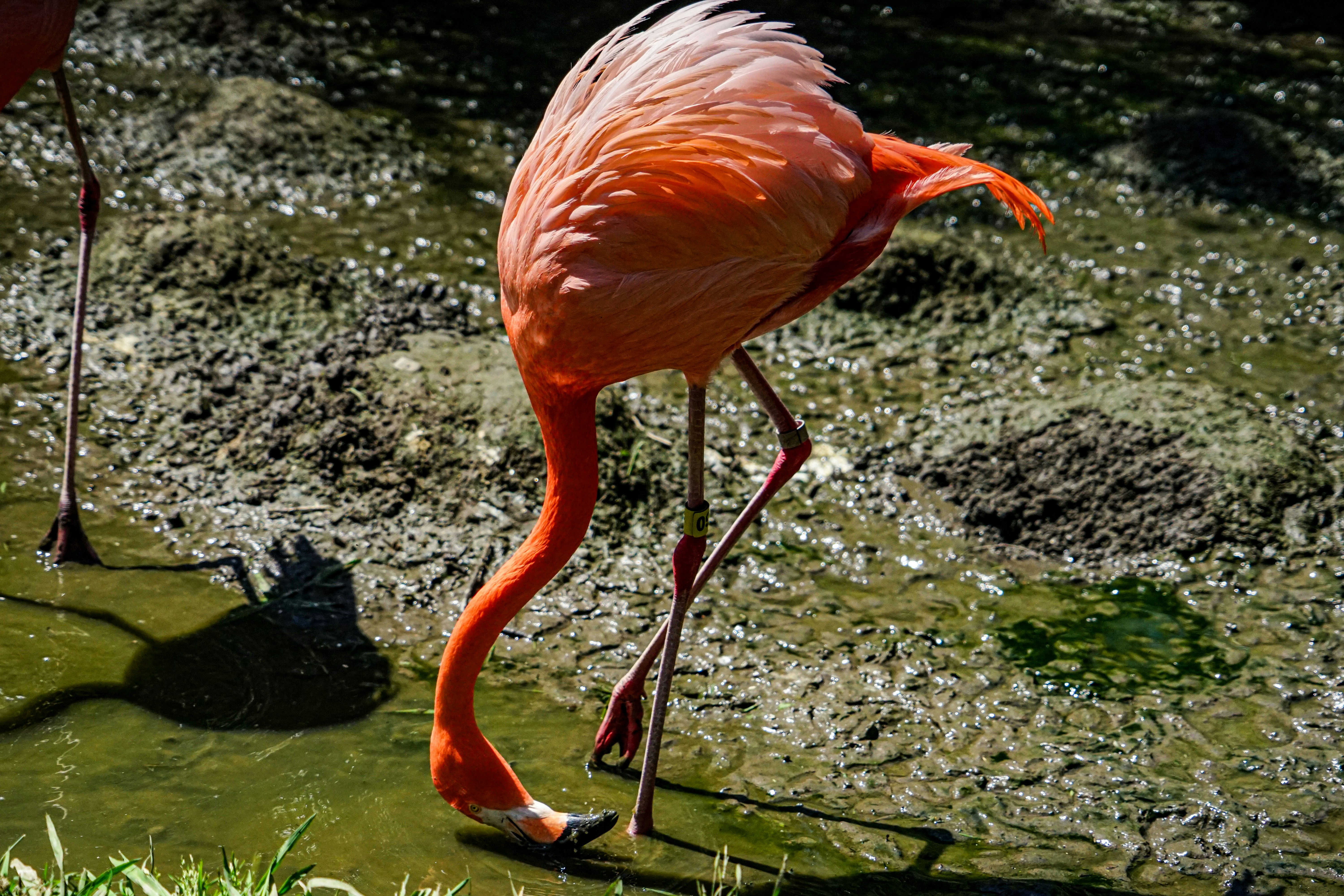 A flamingo standing on the ground photo – Free Sacramento zoo Image on ...