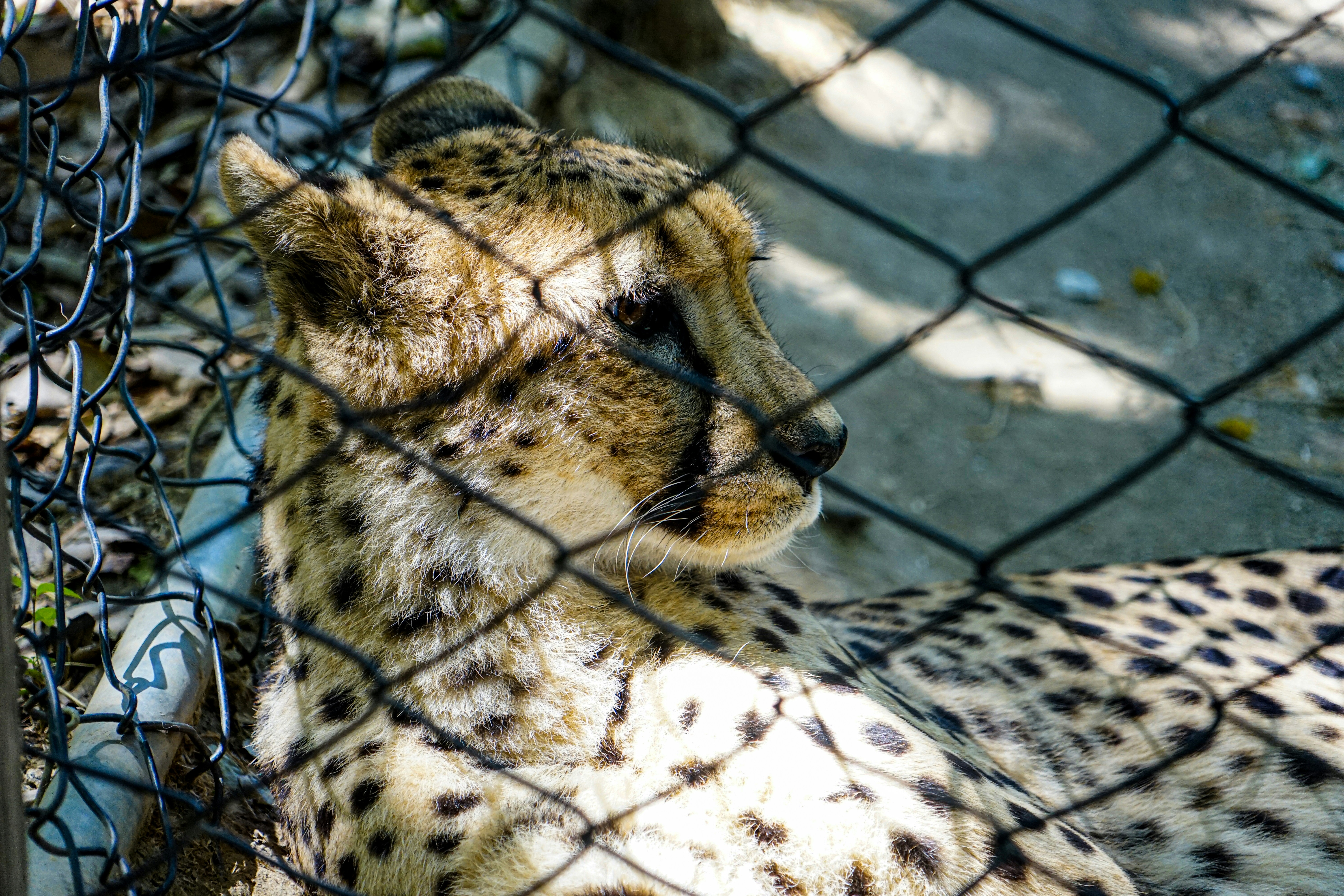 A leopard lying on a chain link fence photo – Free Sacramento zoo Image ...