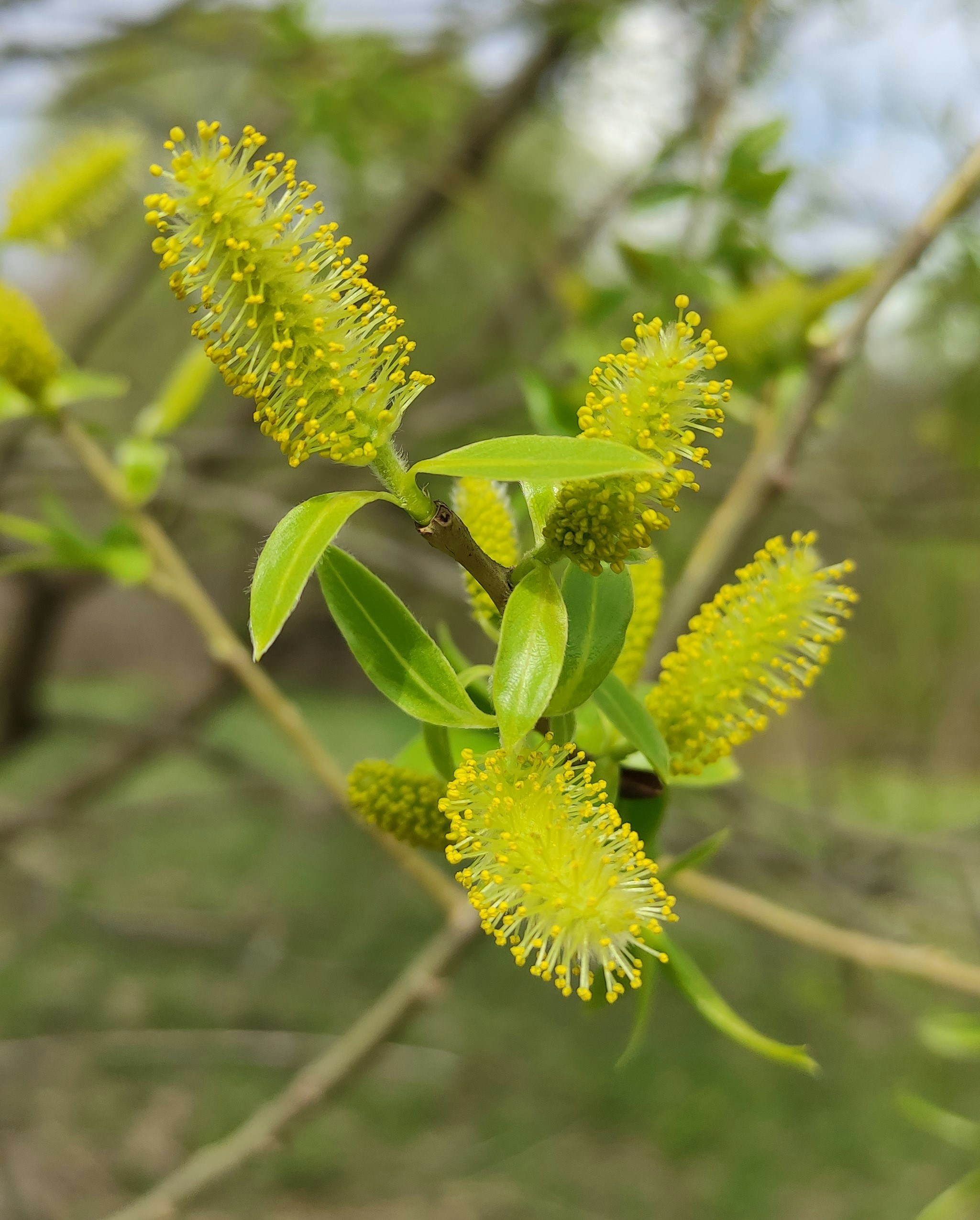 Yellow Bottlebrush Blooms Amid Green Crown