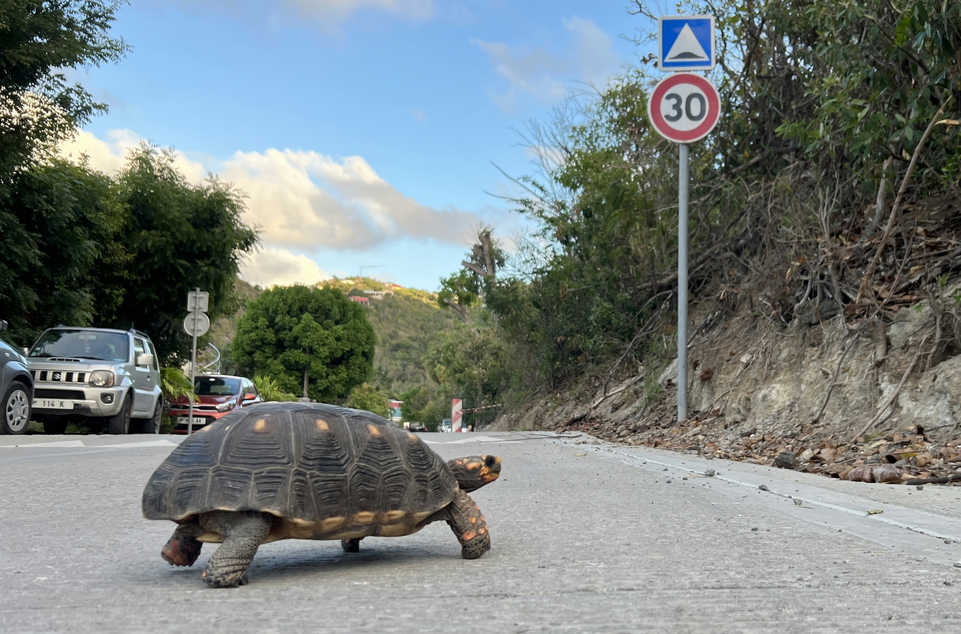 Low-Angle Crossing: A Turtle Makes Its Way Across a Quiet Road
