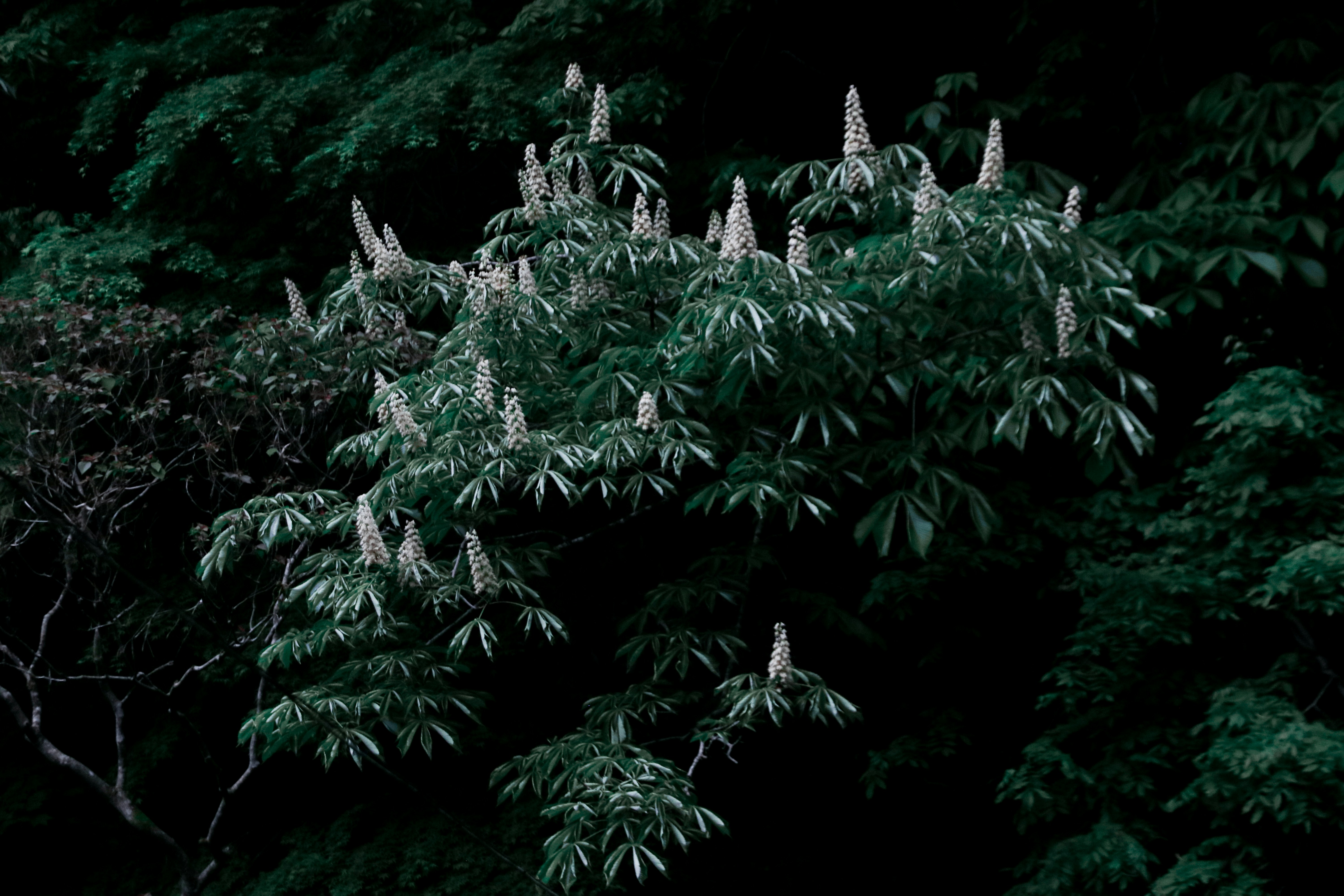 Cluster of flowering plants amidst a dark, lush backdrop, showcasing intricate details of the blossoms and leaves.
