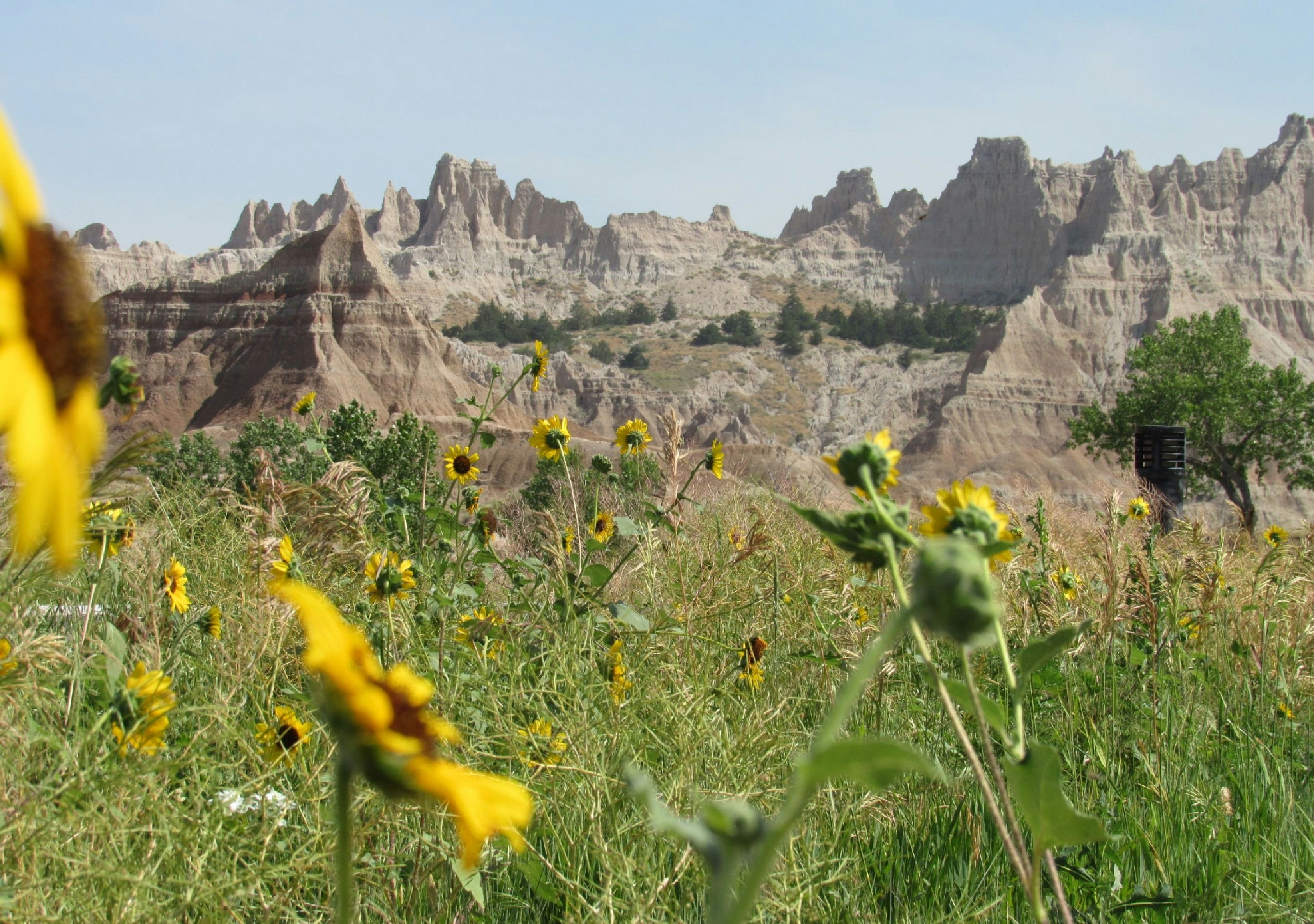 Sunflower Symphony Against Rugged Peaks