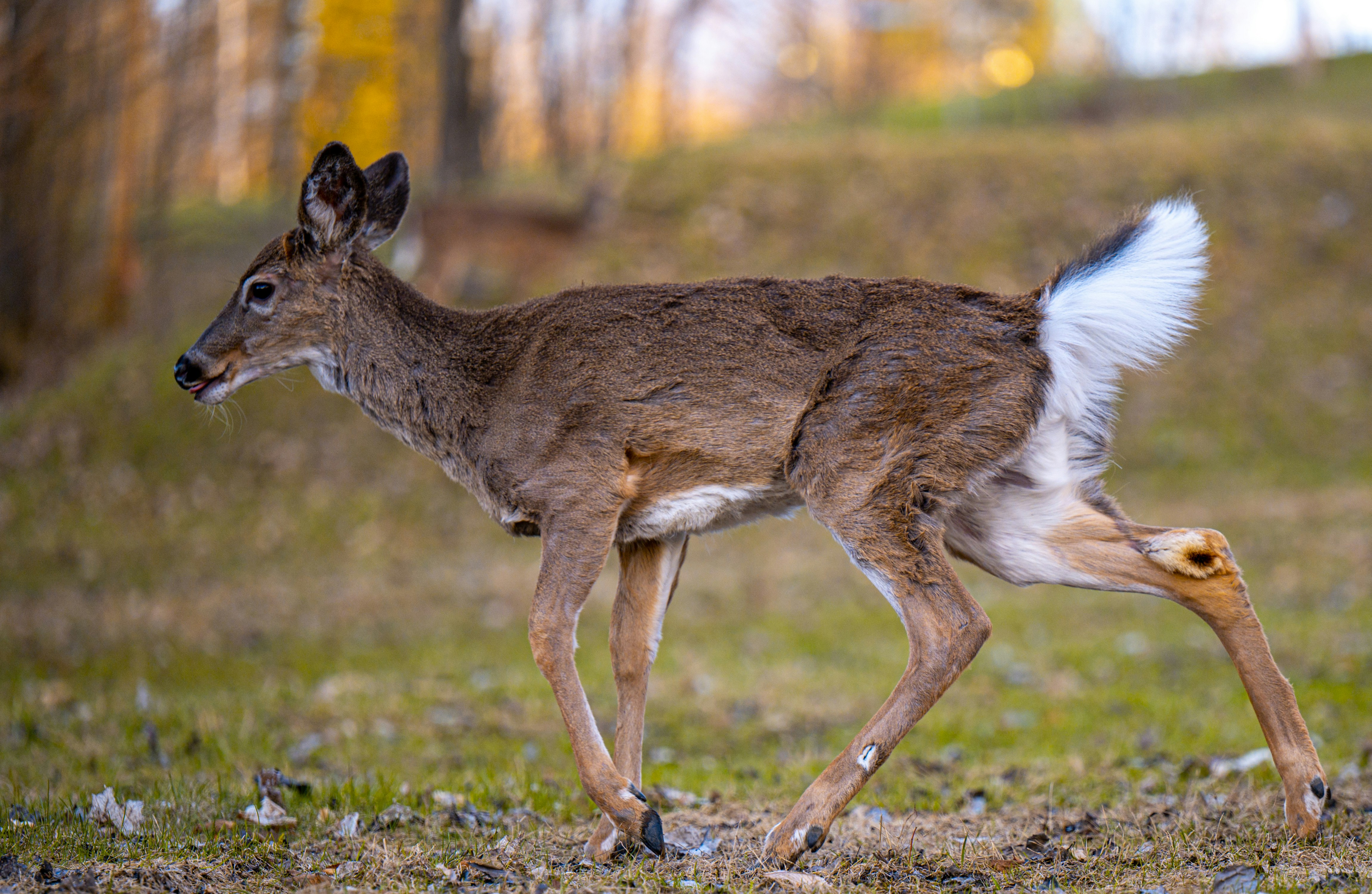Young deer mid-stride through a sunlit forest clearing with autumn leaves.