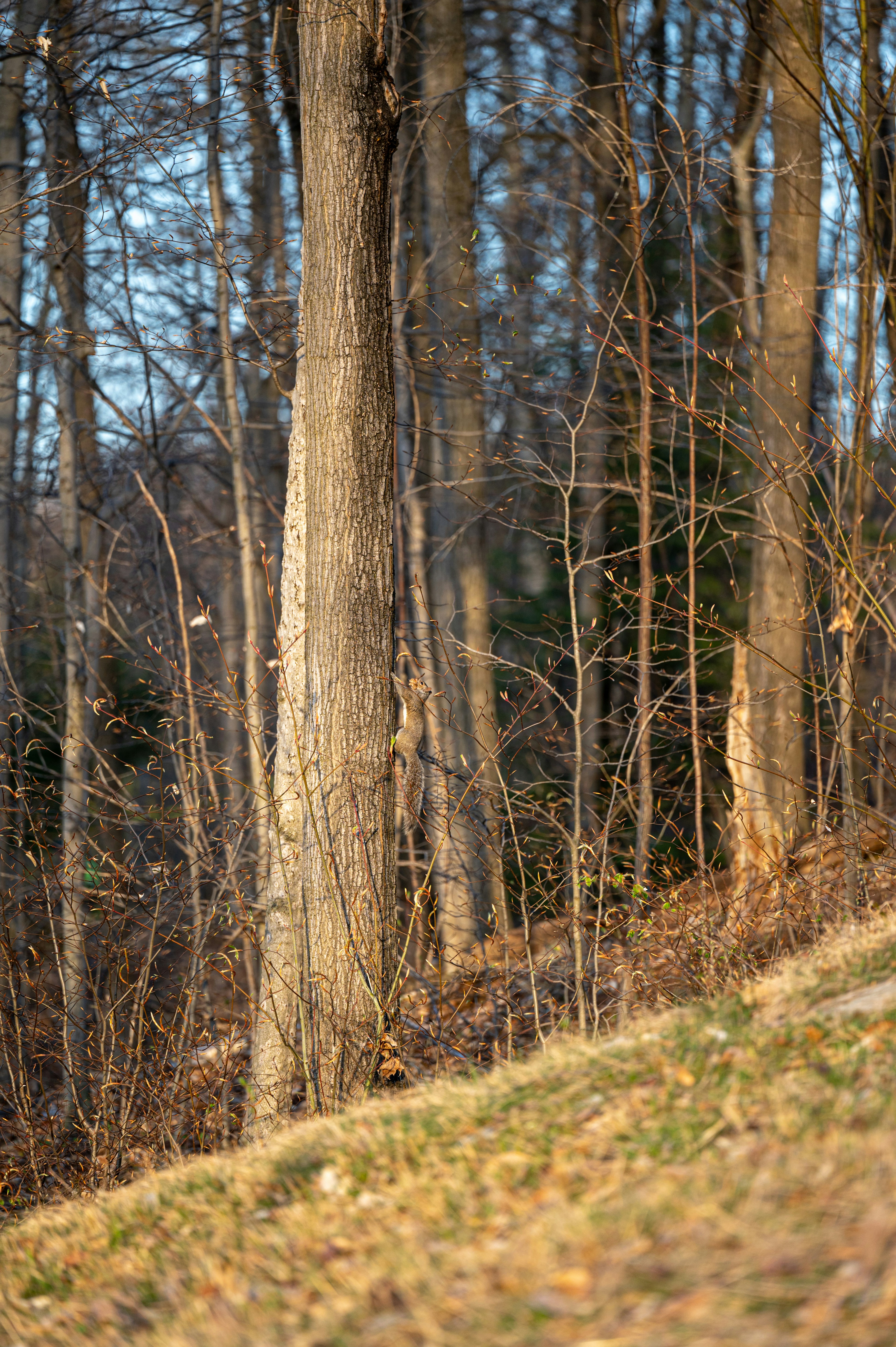 A group of trees in a forest photo – Free Sherbrooke Image on Unsplash
