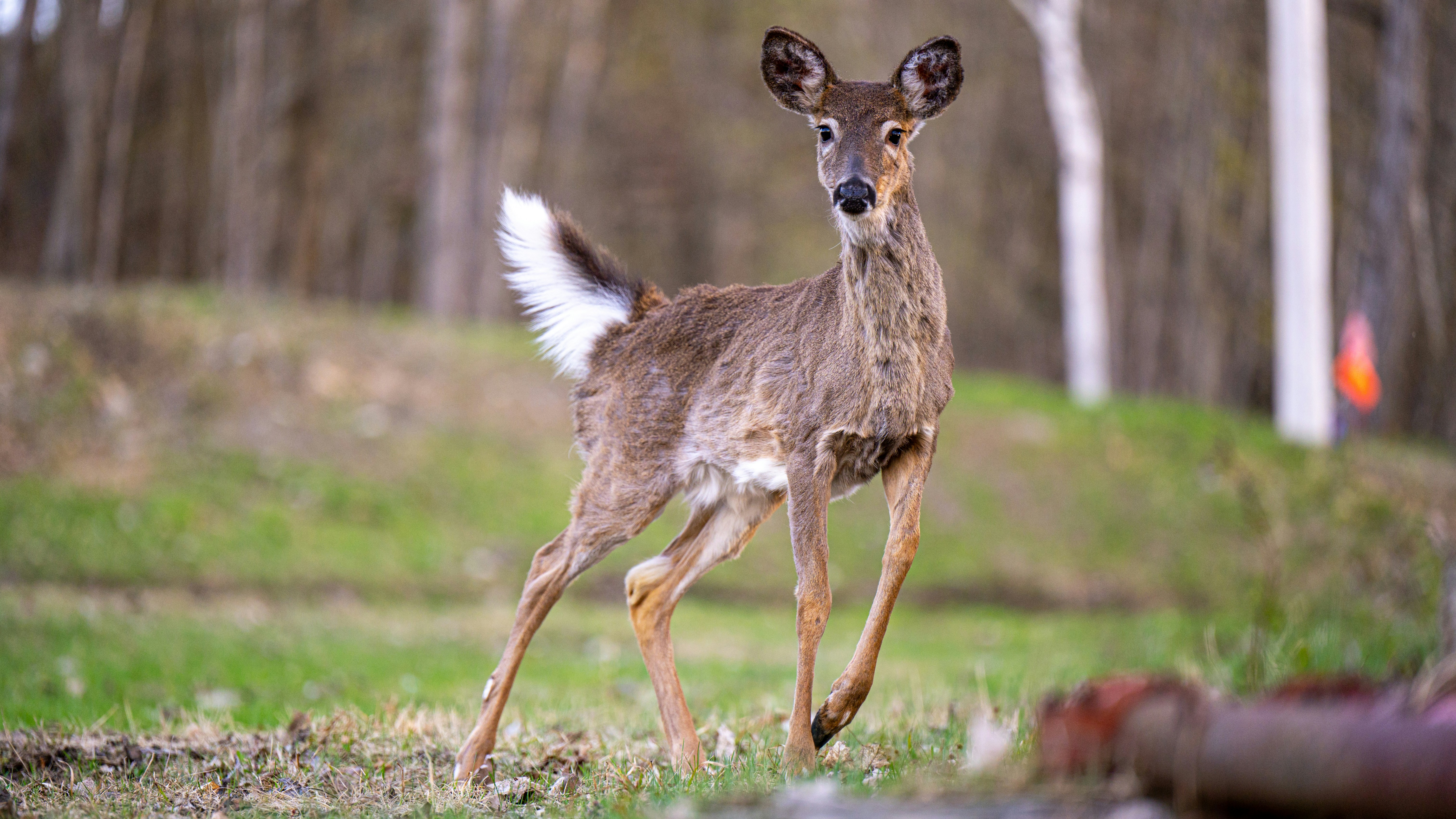 A deer running in a field photo – Free Sherbrooke Image on Unsplash