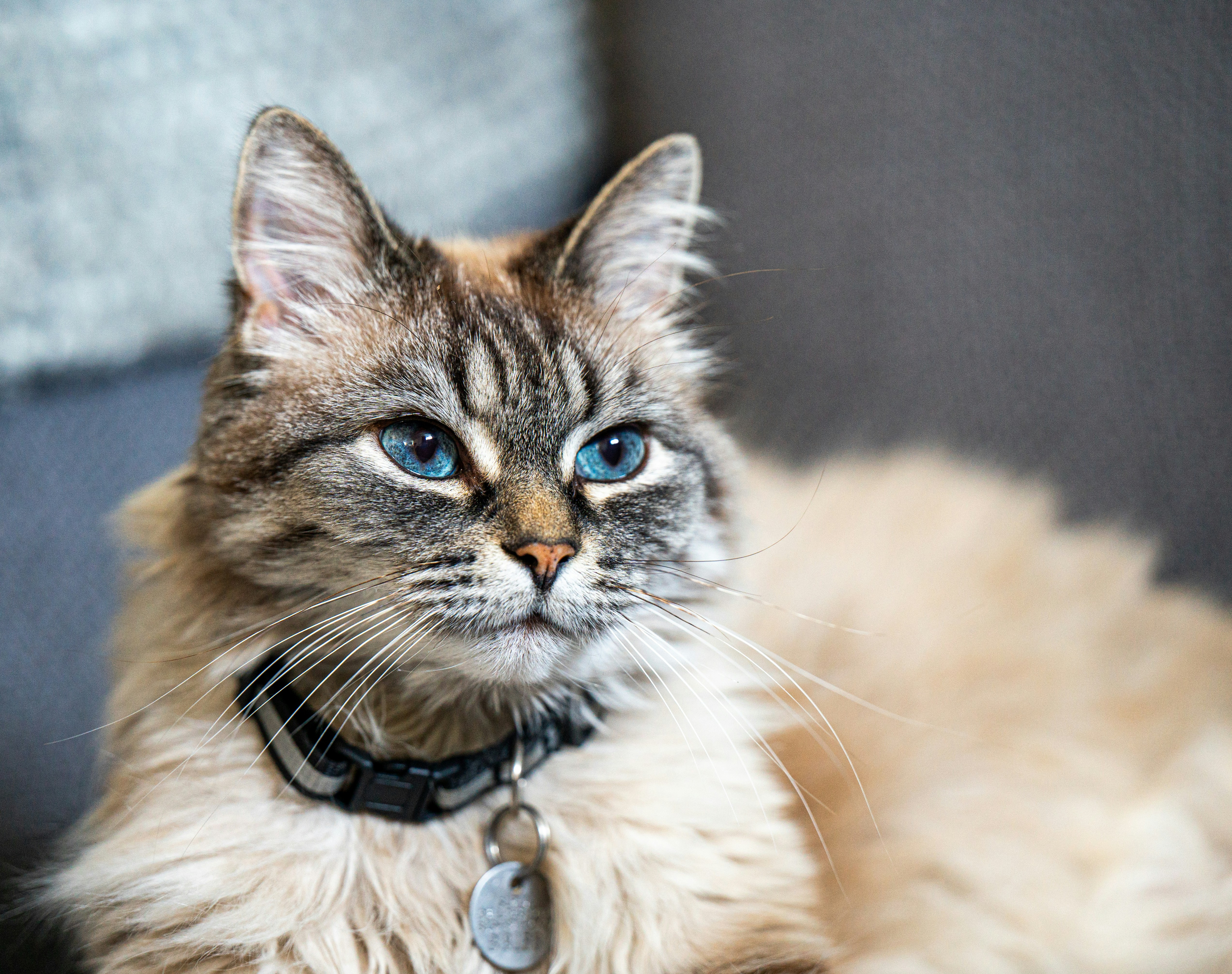 Azure-Eyed Lap Cat Portrait: Soft Fur and Focused Gaze on a Cozy Sofa