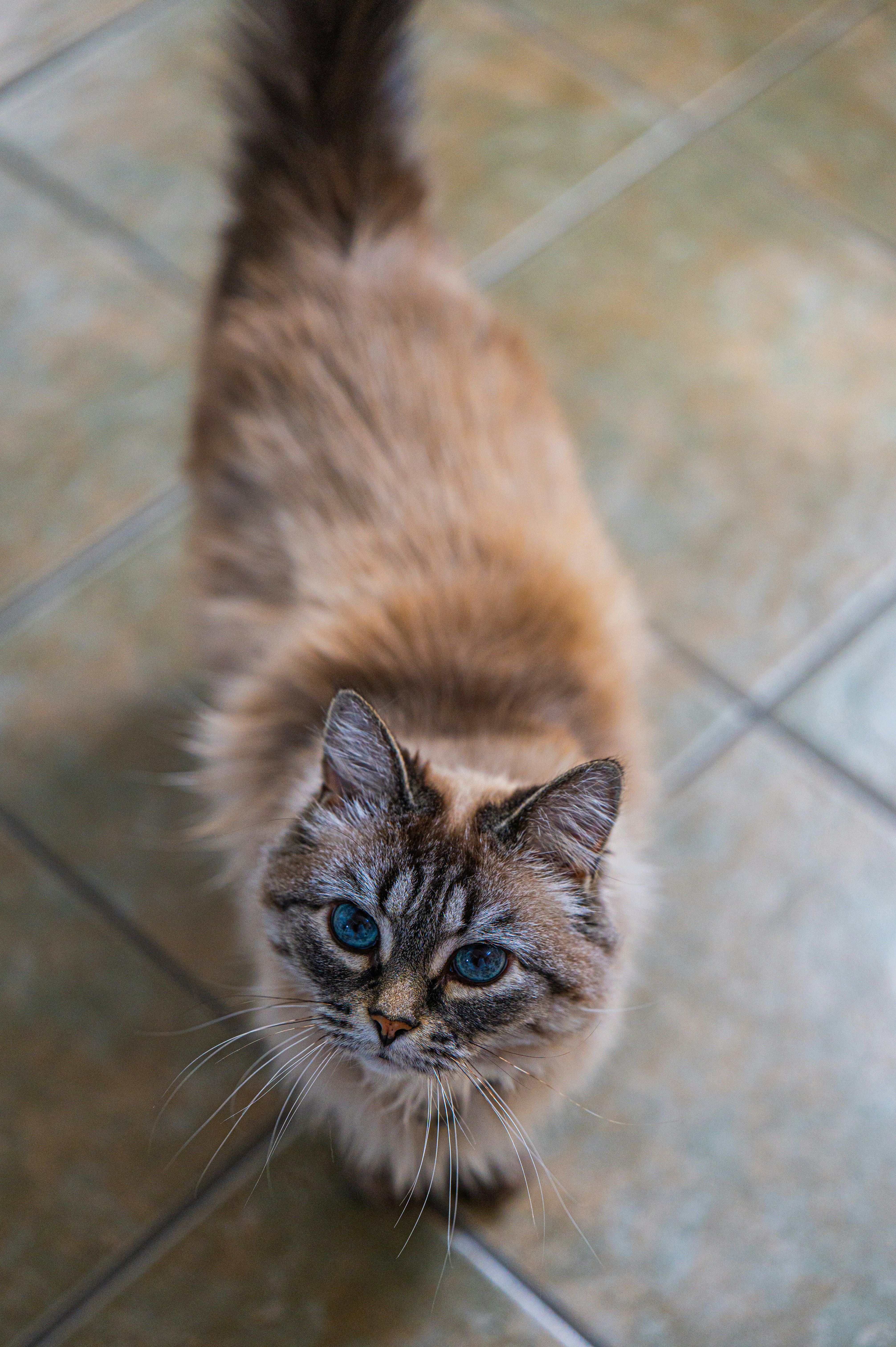 Azure Gaze on a Tiled Path: A Fluffy Cat's Curious Pause